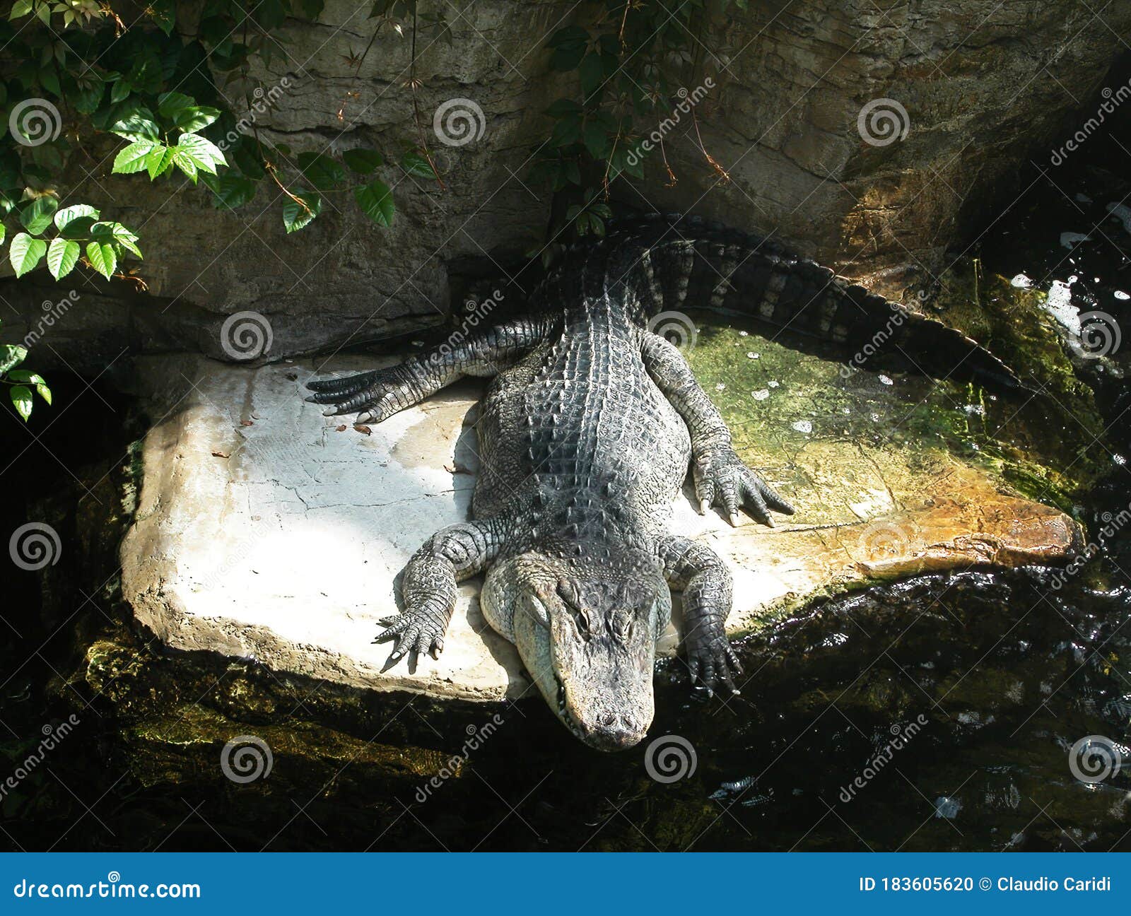 Alligator is Resting in the Sun Stock Photo - Image of animal, gator ...