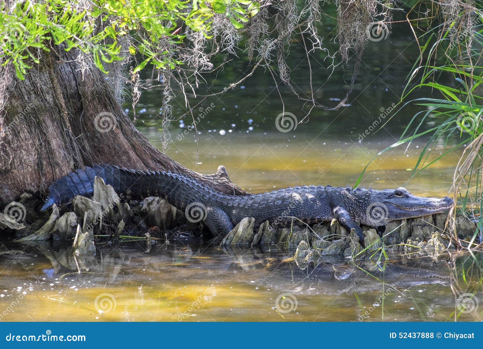 Alligator Resting Under a Big Cypress Tree Stock Photo - Image of ...