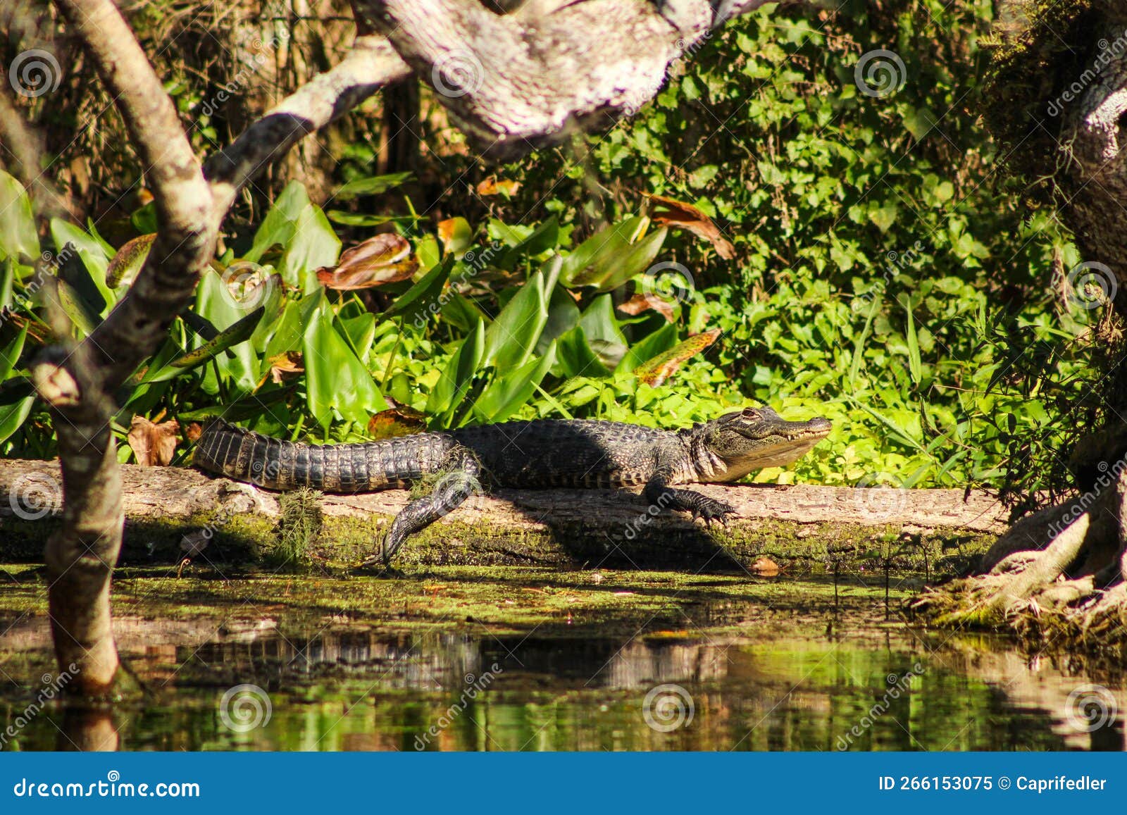 Alligator Rests on a Fallen Log in the Middle of the Swamp Stock Image ...