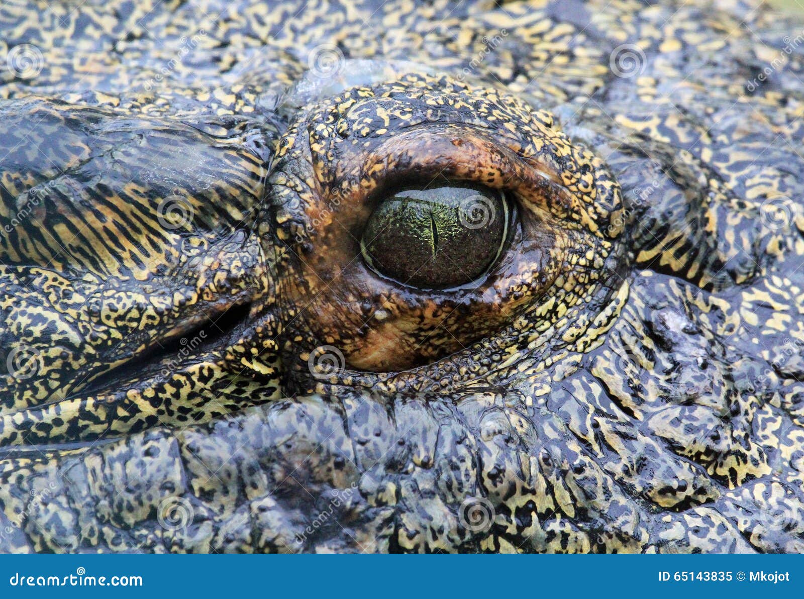 Alligator s eye stock image. Image of wild, florida, alligator - 65143835