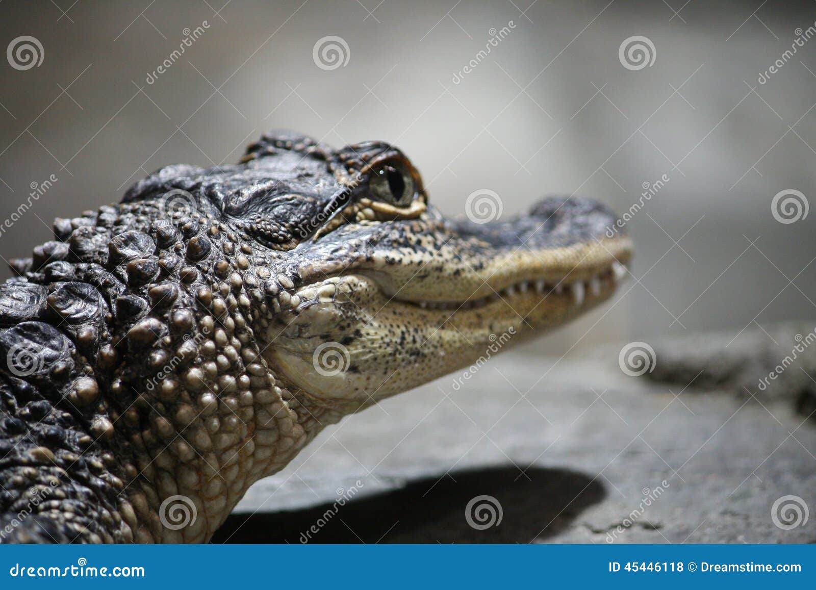 Alligator s Head stock photo. Image of showing, scales - 45446118