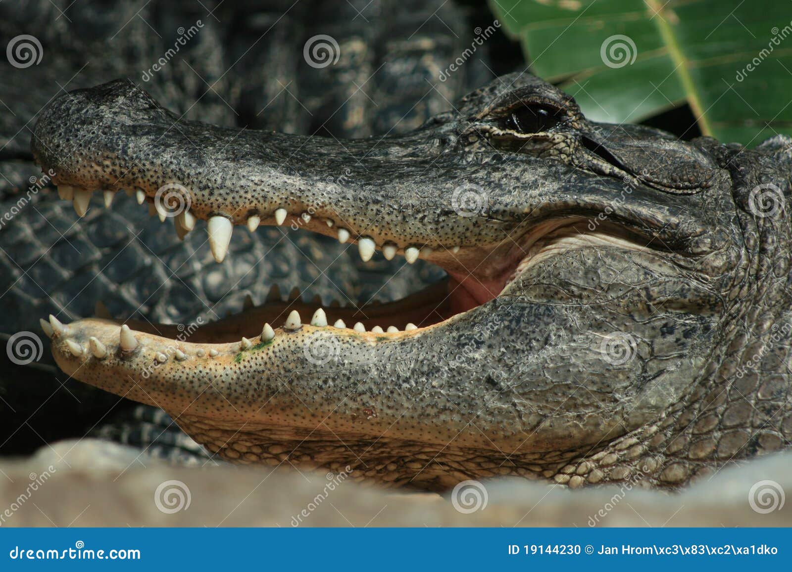 Alligator s smile stock photo. Image of reptile, teeth - 19144230