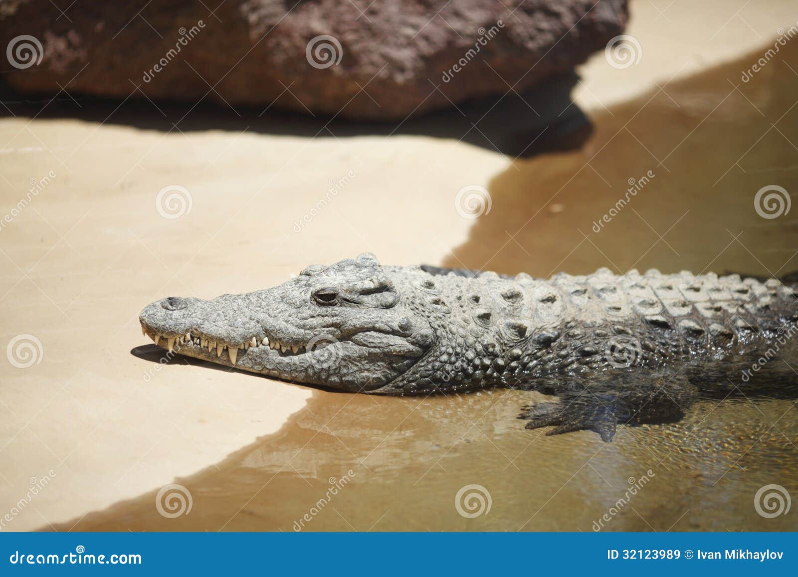 Alligator on sand stock image. Image of jaws, creature - 32123989