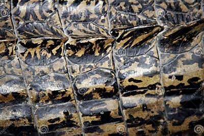 Alligator scales stock image. Image of outdoors, reptilian - 11943295