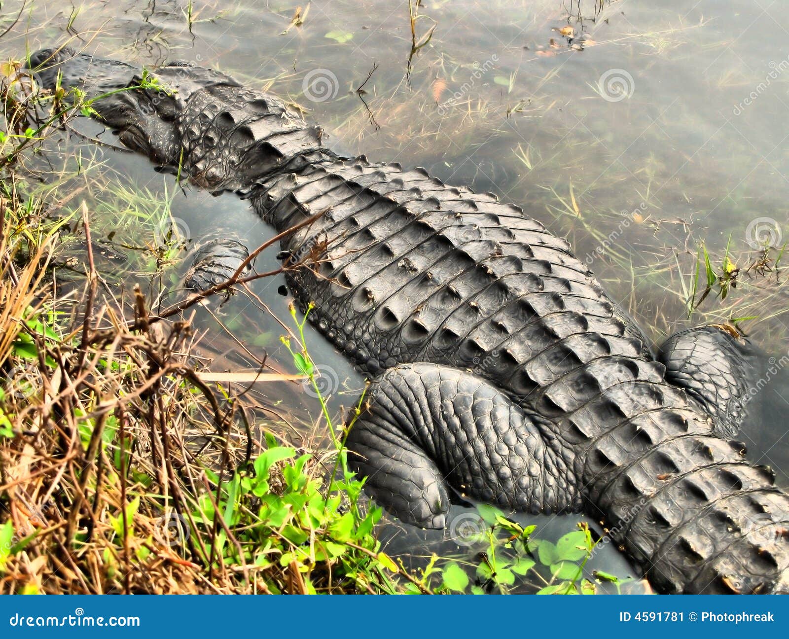 Alligator in shallow water stock image. Image of resting - 4591781