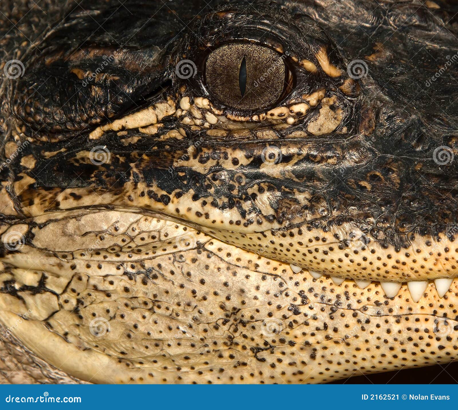 Alligator Gar From The Side Stock Image | CartoonDealer.com #36871201