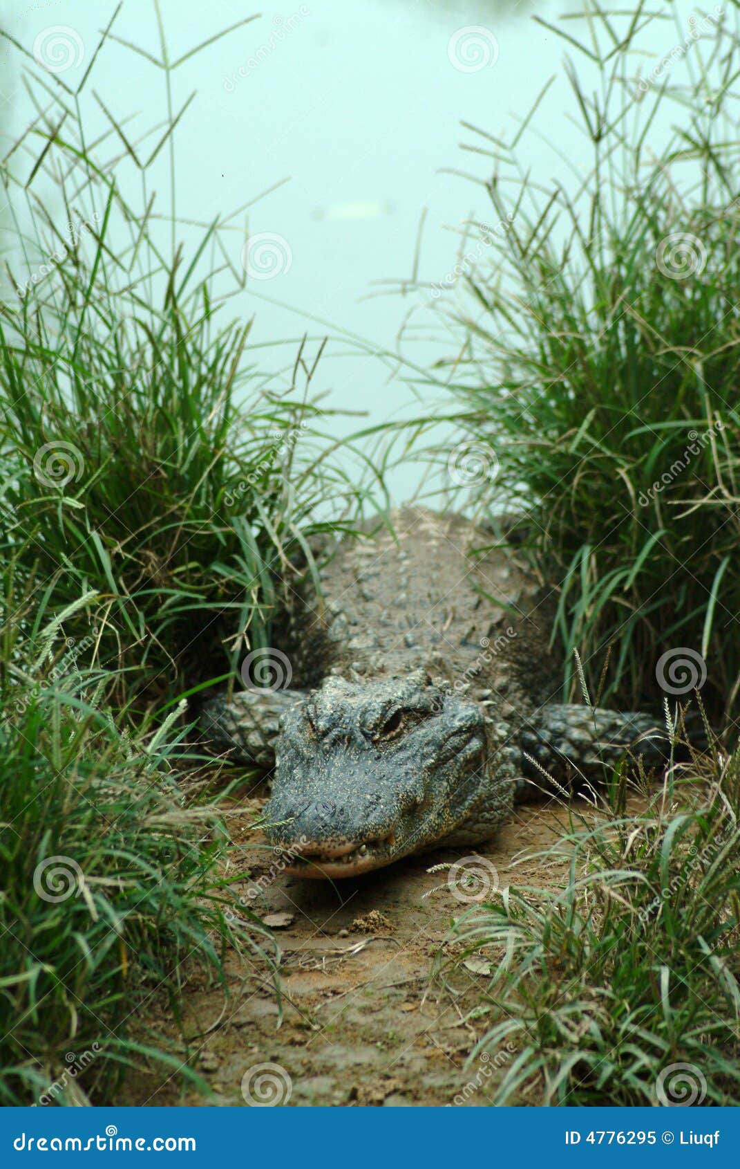 Alligator sinensis stock image. Image of sinensis, chinese - 4776295