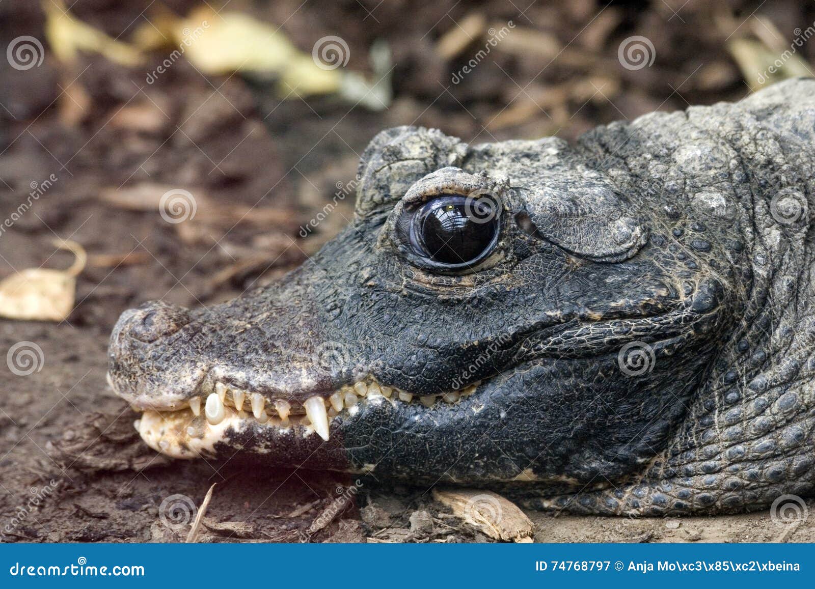 Alligator Sinensis O Alligatore Cinese Immagine Stock - Immagine di ...
