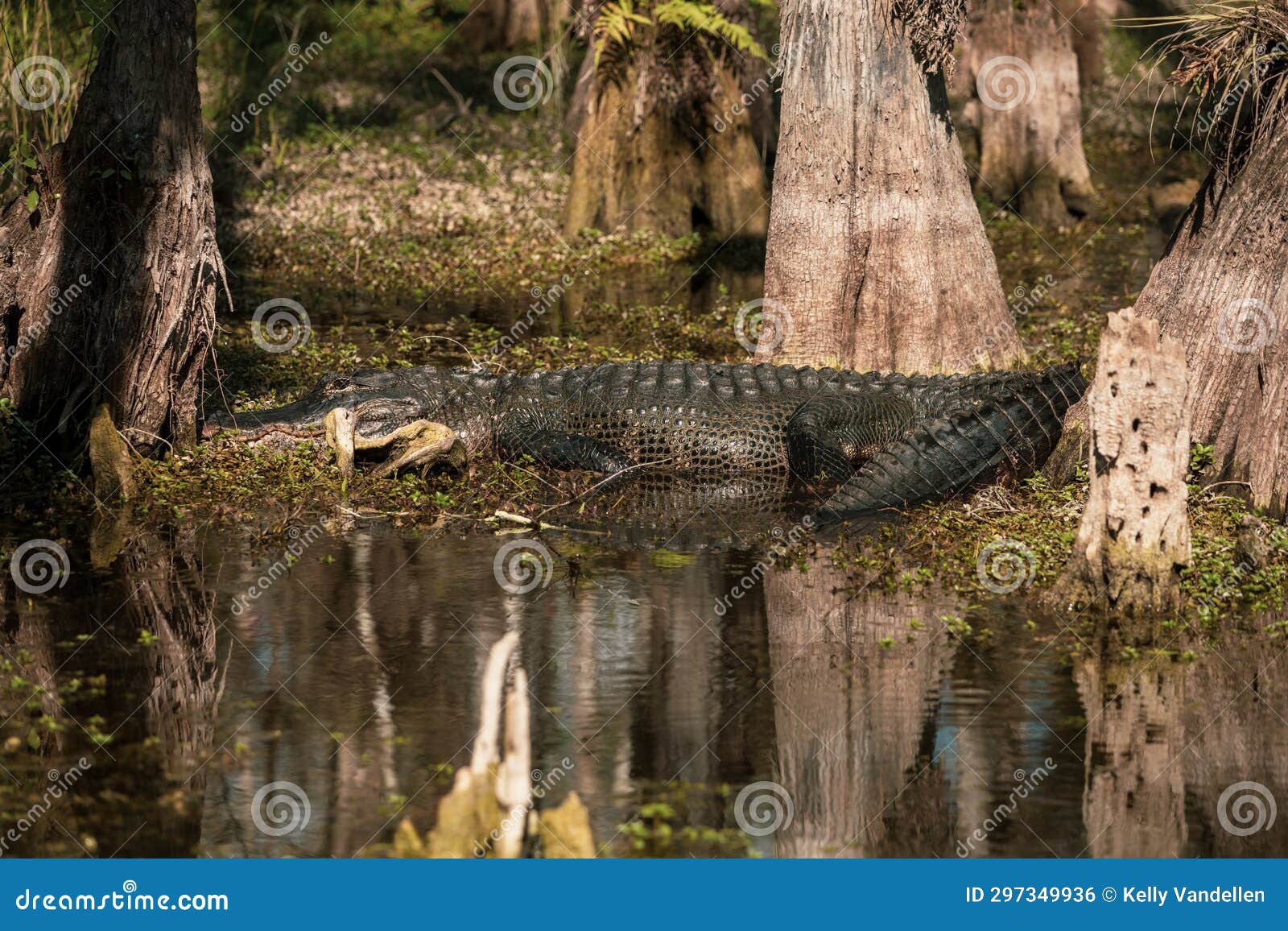 Alligator Sits in the Mud at the Base of Tree Trunks Stock Photo ...