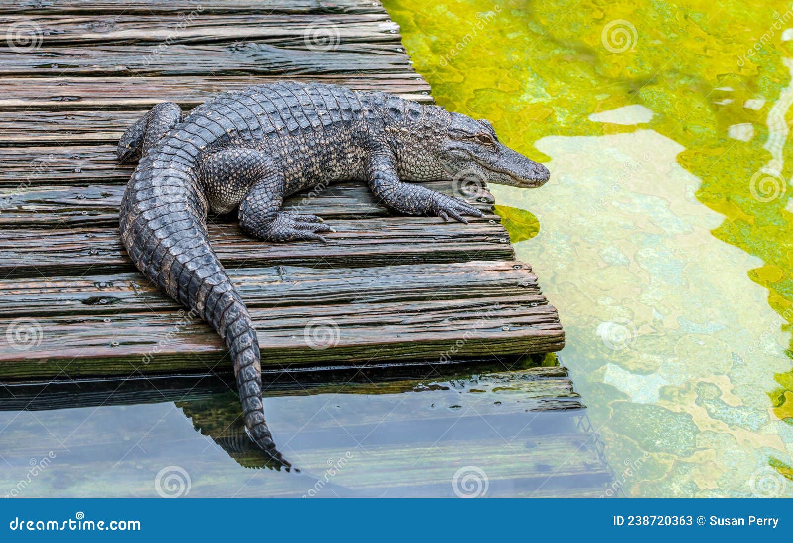 Alligator Sitting on a Dock in Orlando, Florida Stock Image - Image of ...