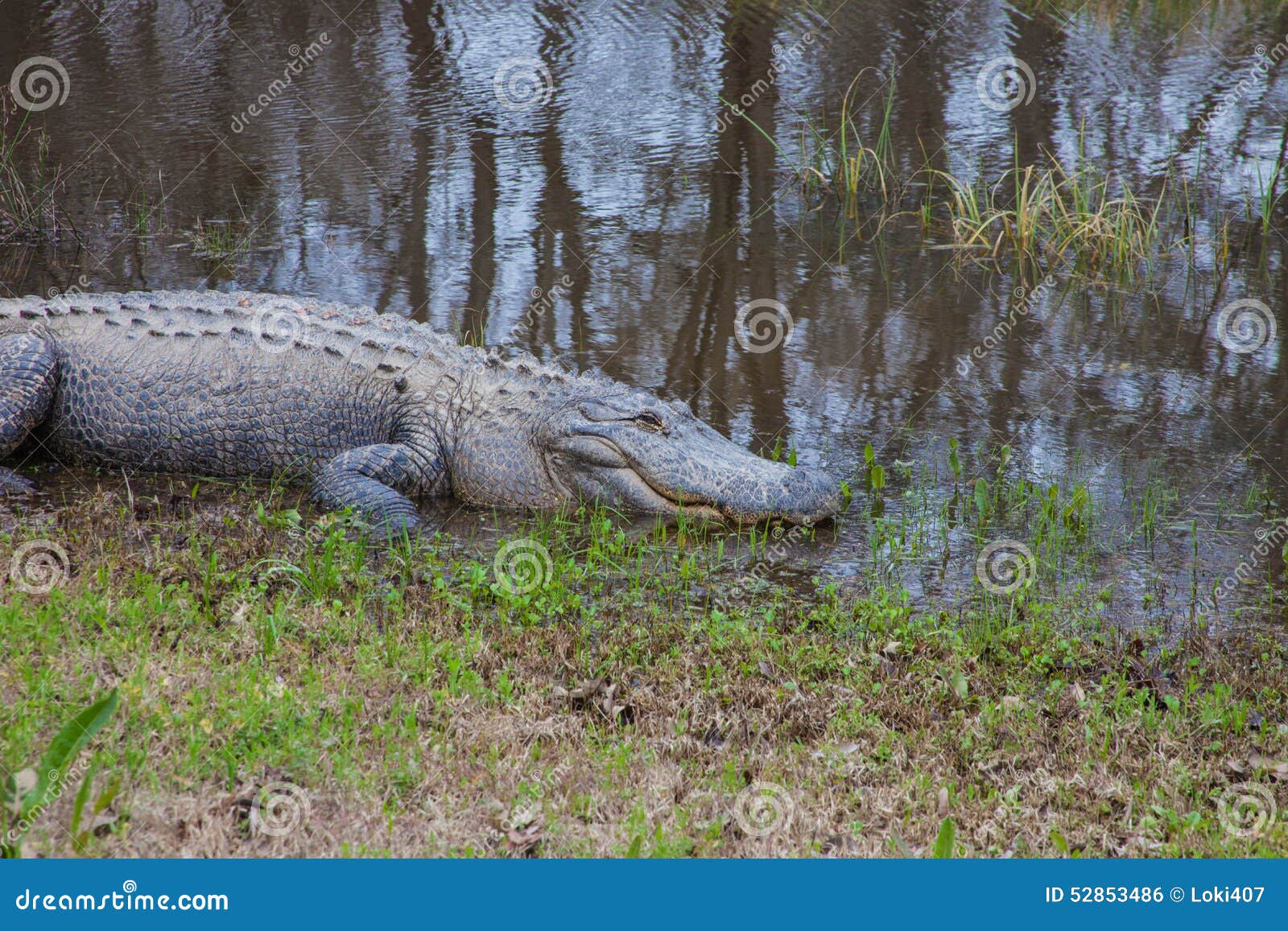 Alligator Sitting on the Grass. Stock Photo - Image of wild, pond: 52853486