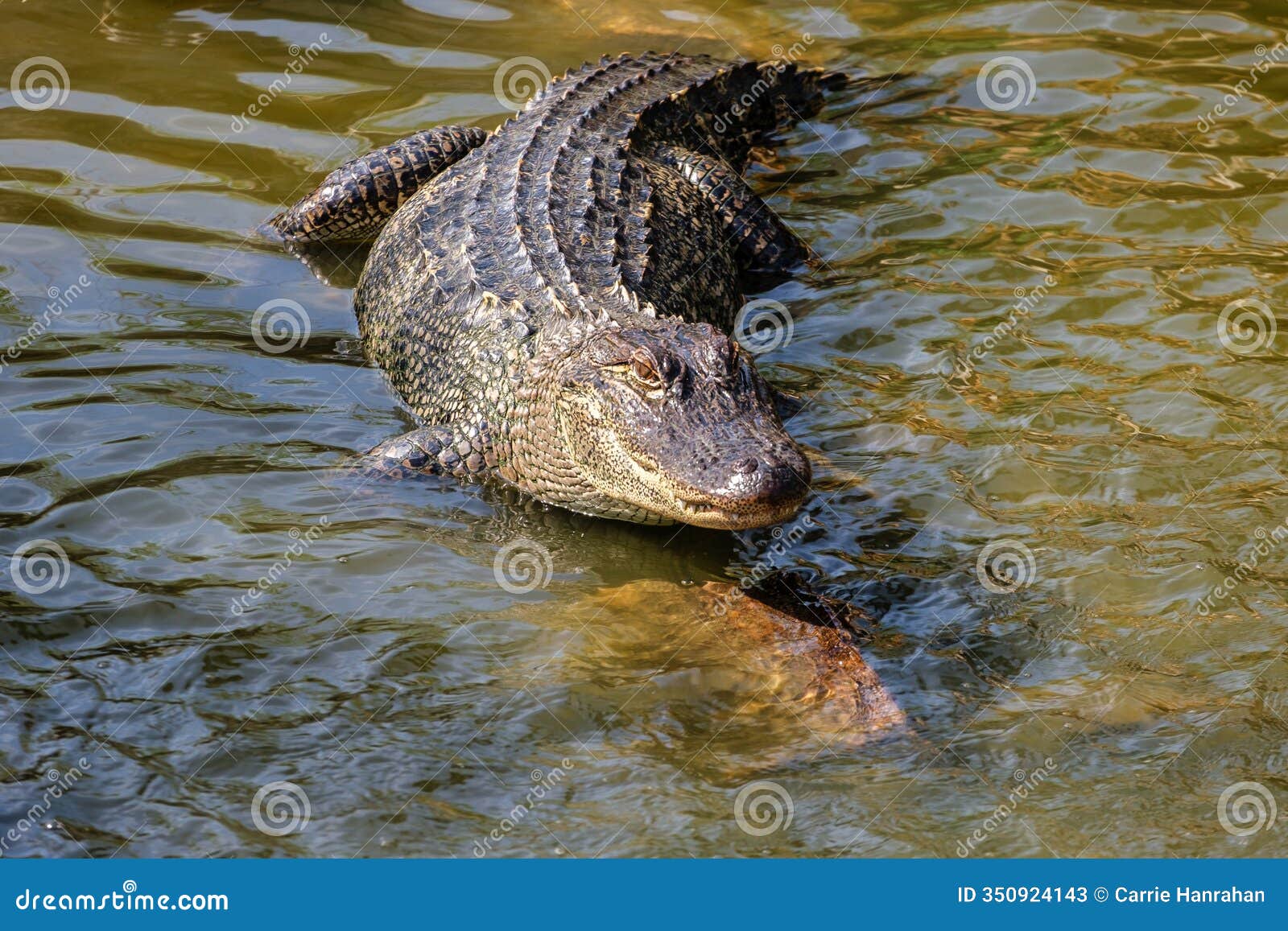 Alligator Sitting on Rocks in the Water Stock Image - Image of wildlife ...