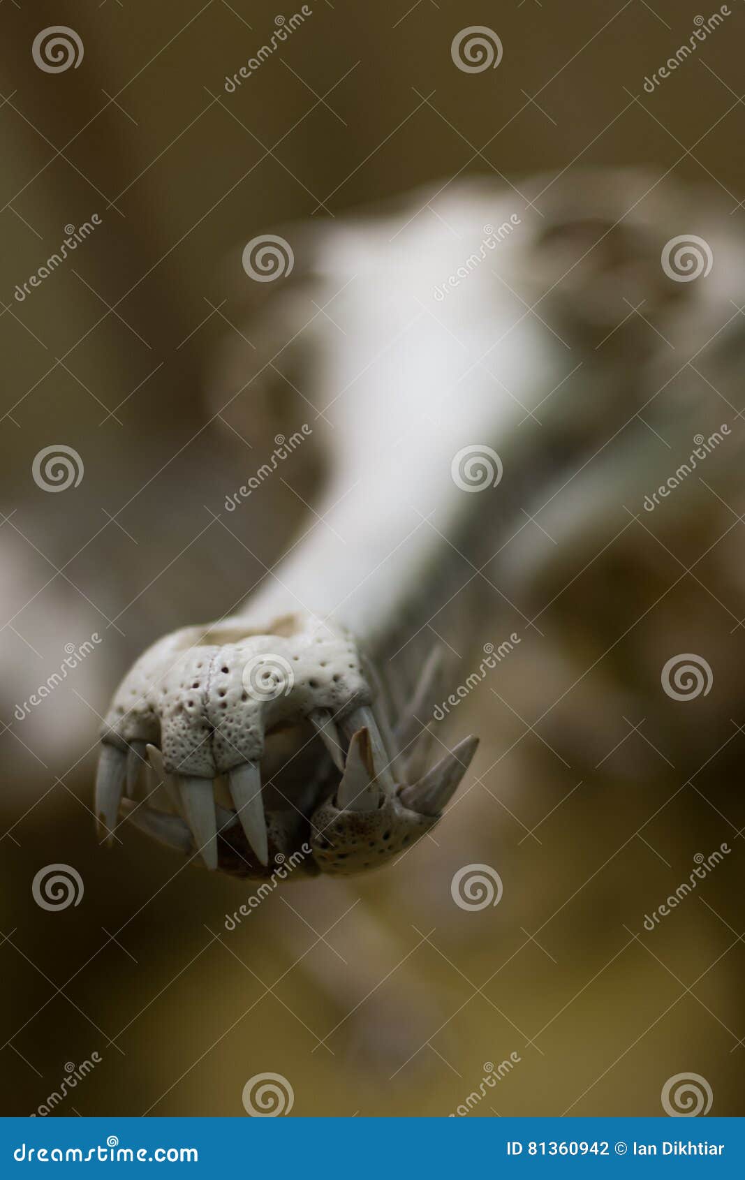 Alligator skeleton stock photo. Image of chinese, hyenas - 81360942