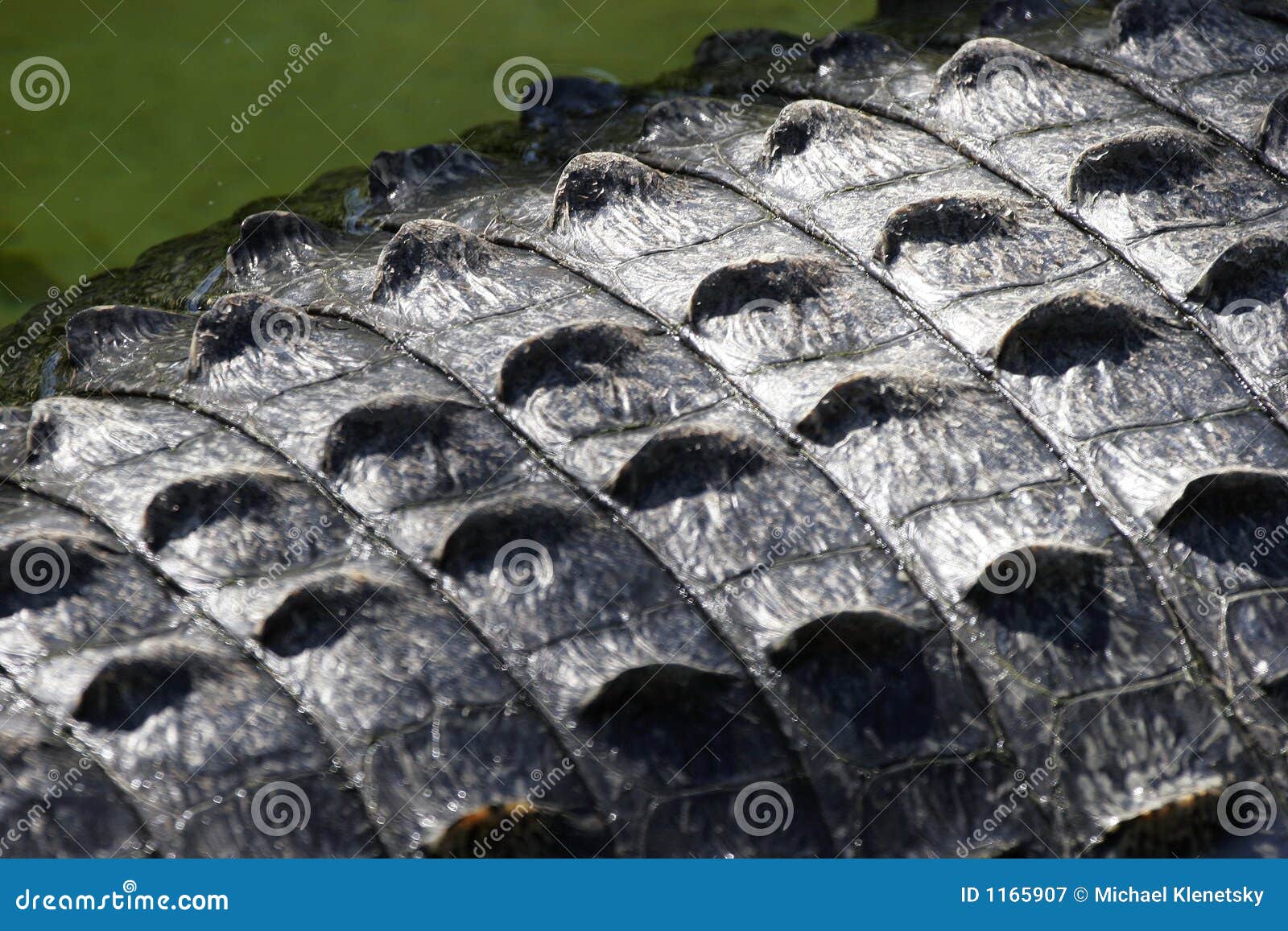 Alligator Skin stock image. Image of animal, scales, reptile - 1165907
