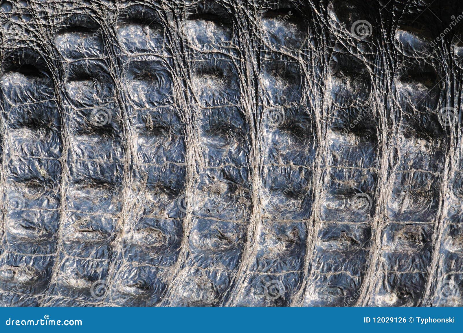 Alligator skin stock photo. Image of abstract, crocodile - 12029126