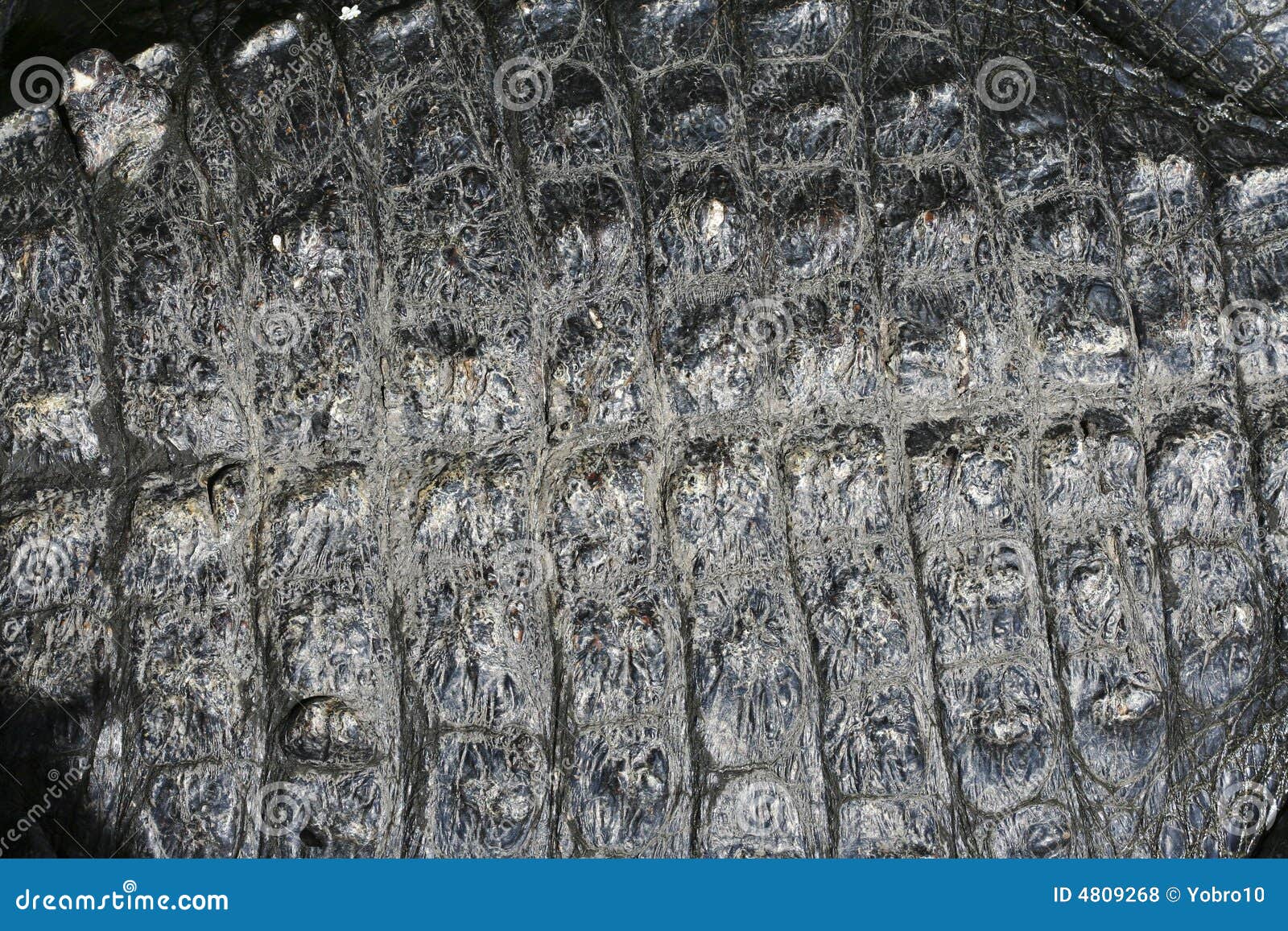 Alligator Skin Scales Picture. Image: 4809268