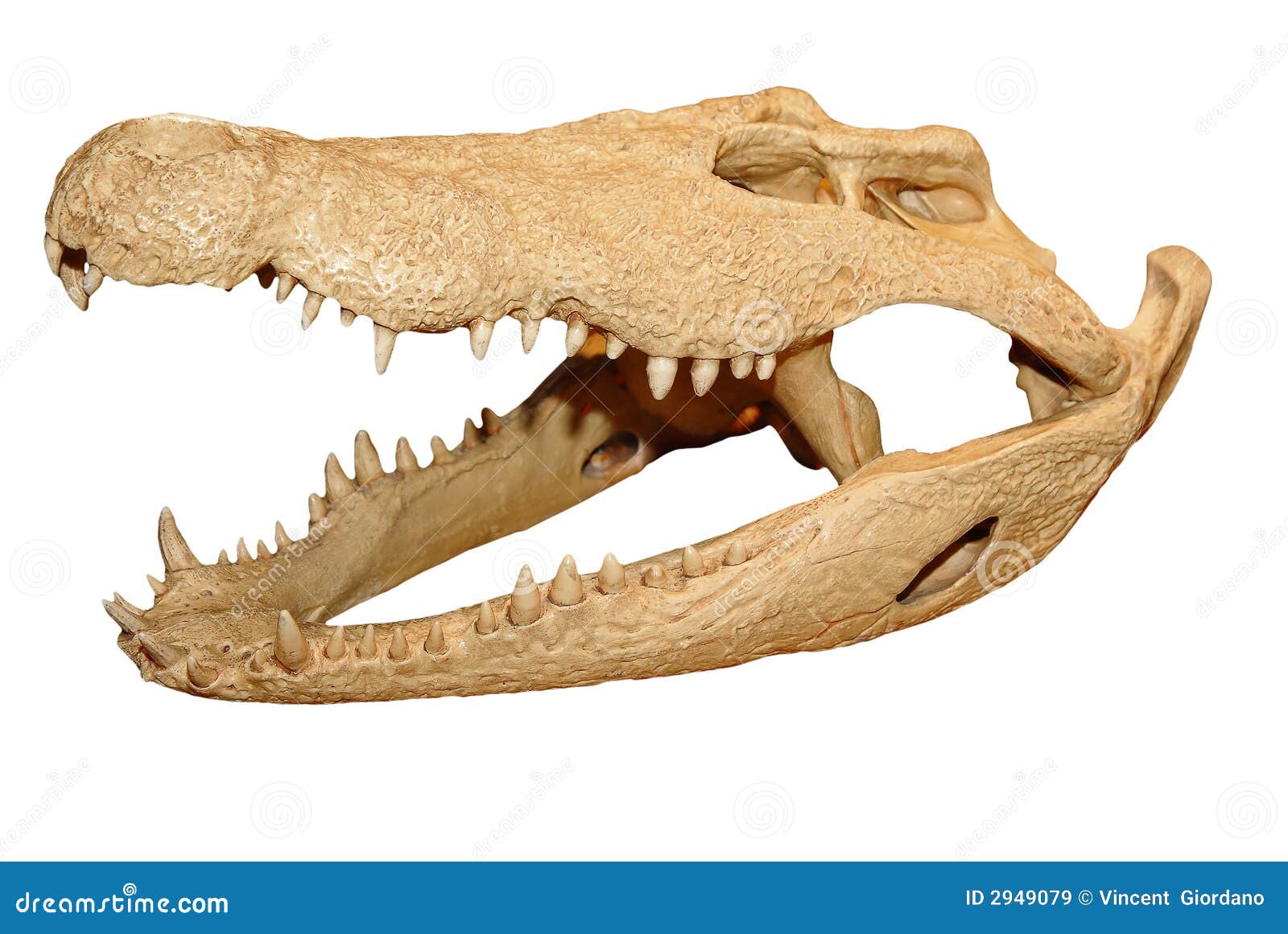 Alligator skull stock image. Image of marsh, biology, isolated - 2949079