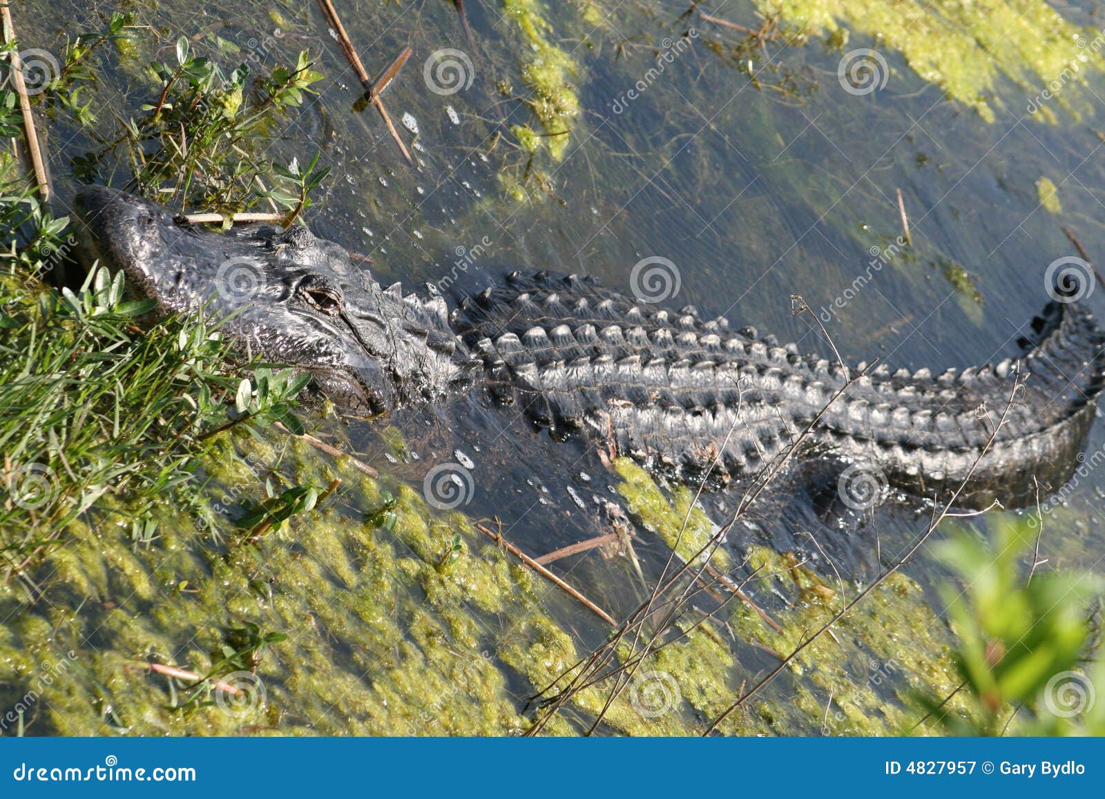 Alligator Sleeping stock image. Image of gater, animals - 4827957
