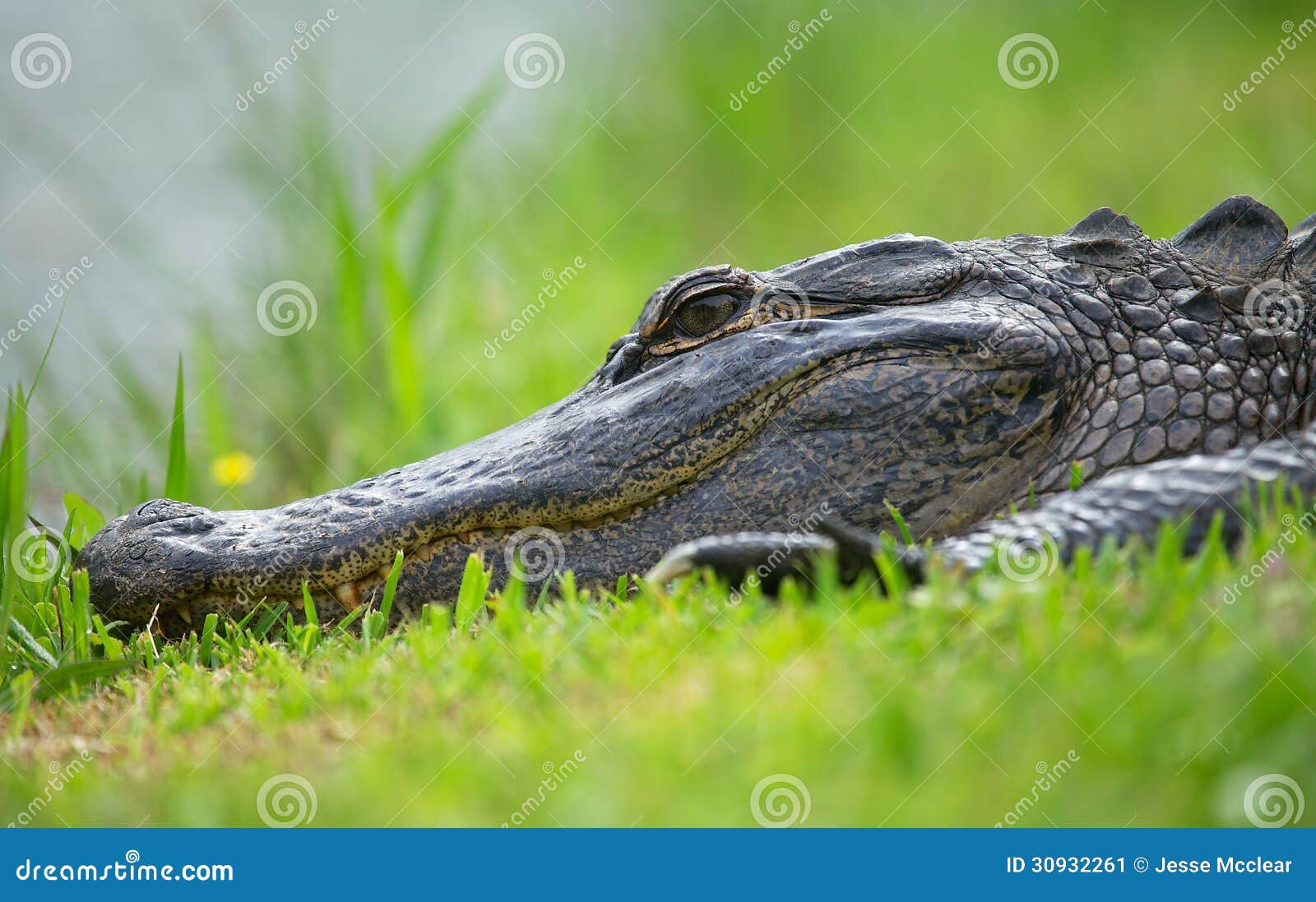 Alligator Sleeping in Grass Stock Image - Image of amphibious, green ...