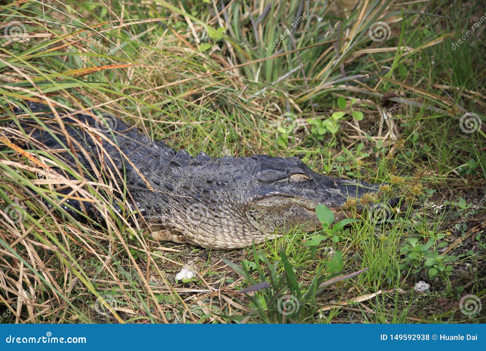 Alligator Sleeping Stock Photos - Download 1,797 Royalty Free Photos