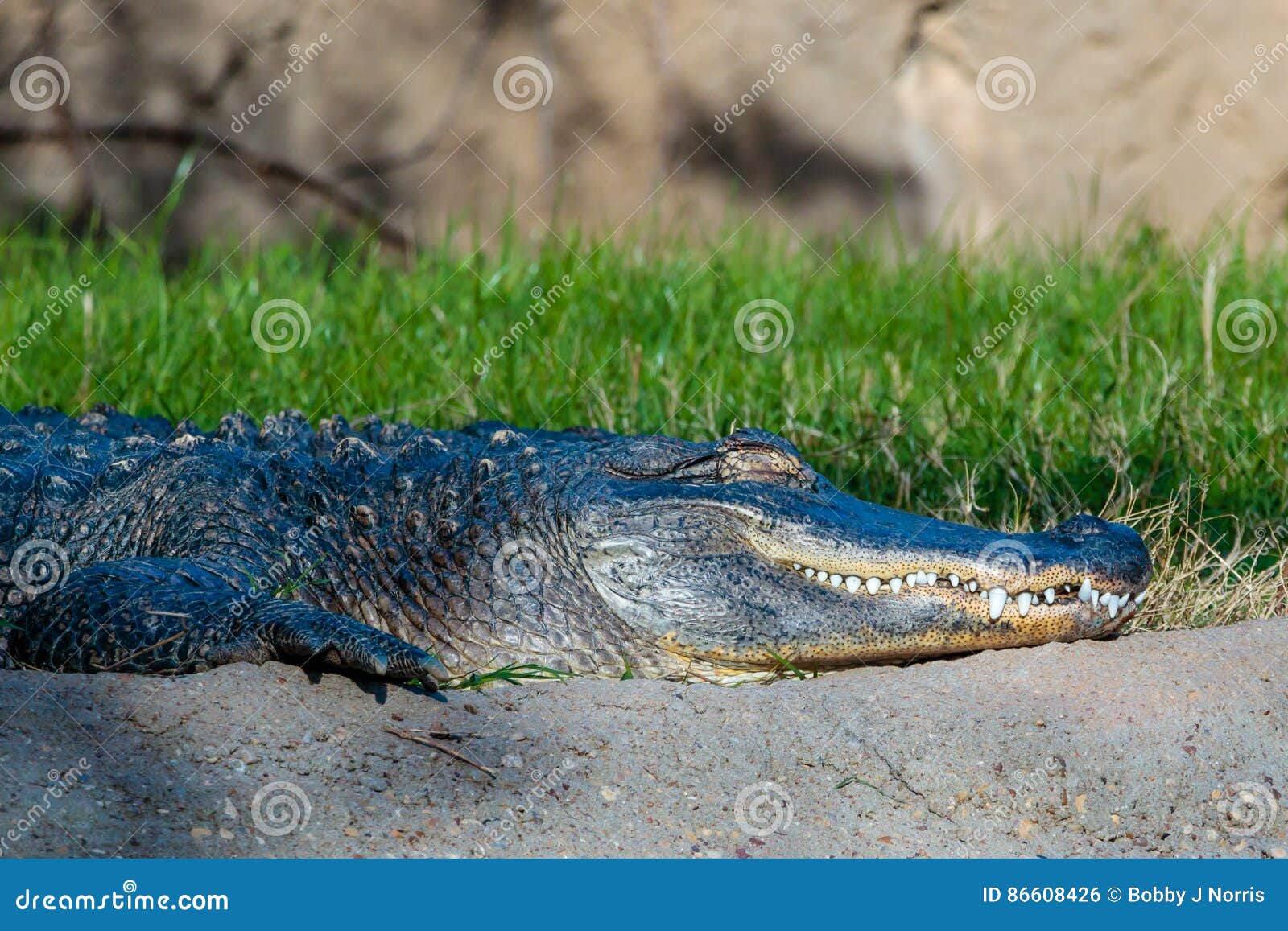 Alligator Sleeping stock photo. Image of wildlife, wild - 86608426