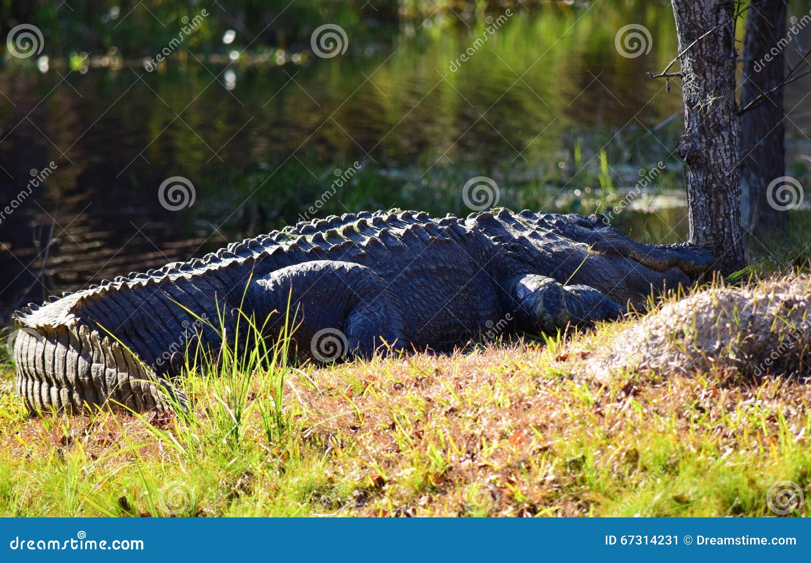 Alligator Sleeps by the Water Stock Image - Image of predatory ...