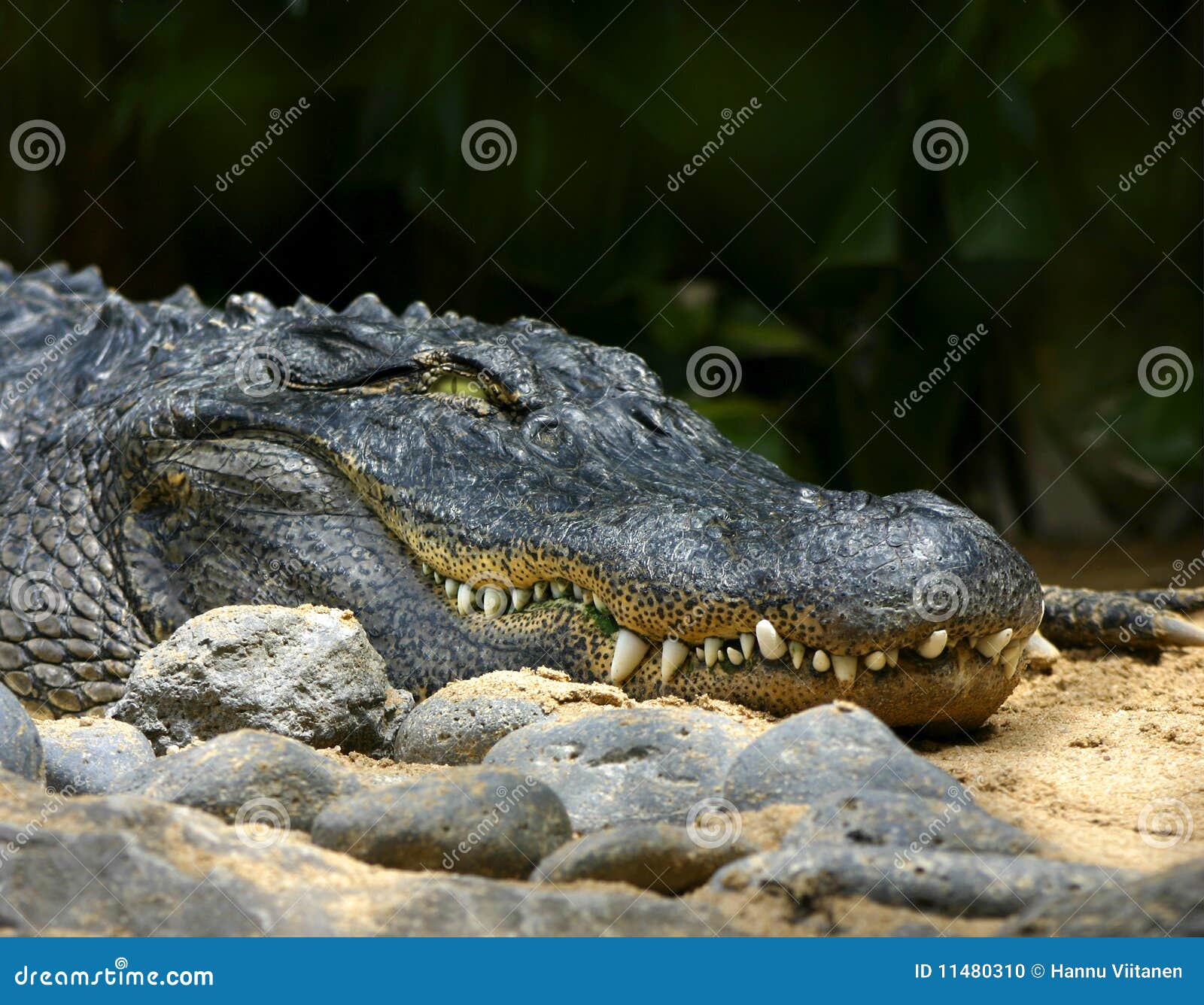 185 Gator Smile Stock Photos - Free & Royalty-Free Stock Photos from ...