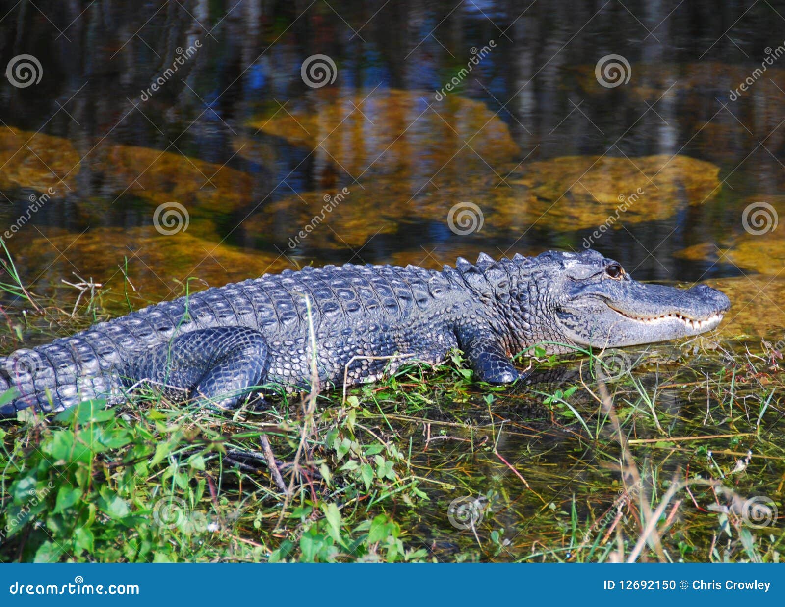 Alligator Smile stock photo. Image of space, scary, florida - 12692150