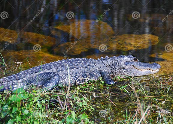 Alligator Smile stock photo. Image of space, scary, florida - 12692150