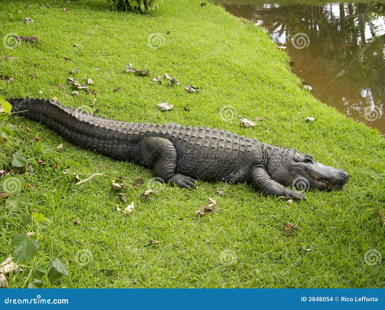 Alligator smile stock photo. Image of scaly, leaf, swamp - 3848054