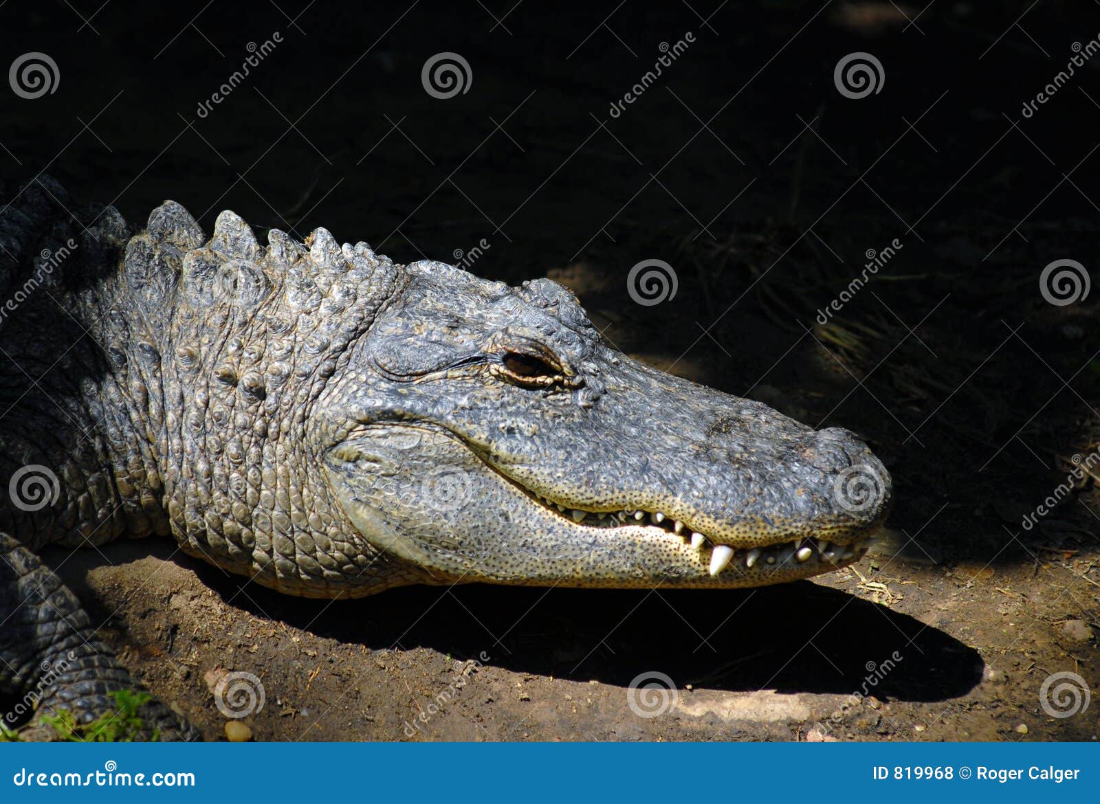 Alligator Smile stock photo. Image of swimmer, danger, hunter - 819968