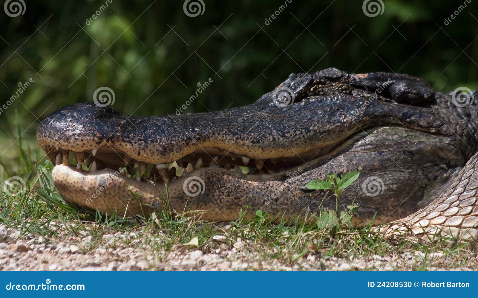 Alligator smiling stock photo. Image of animal, claw - 24208530