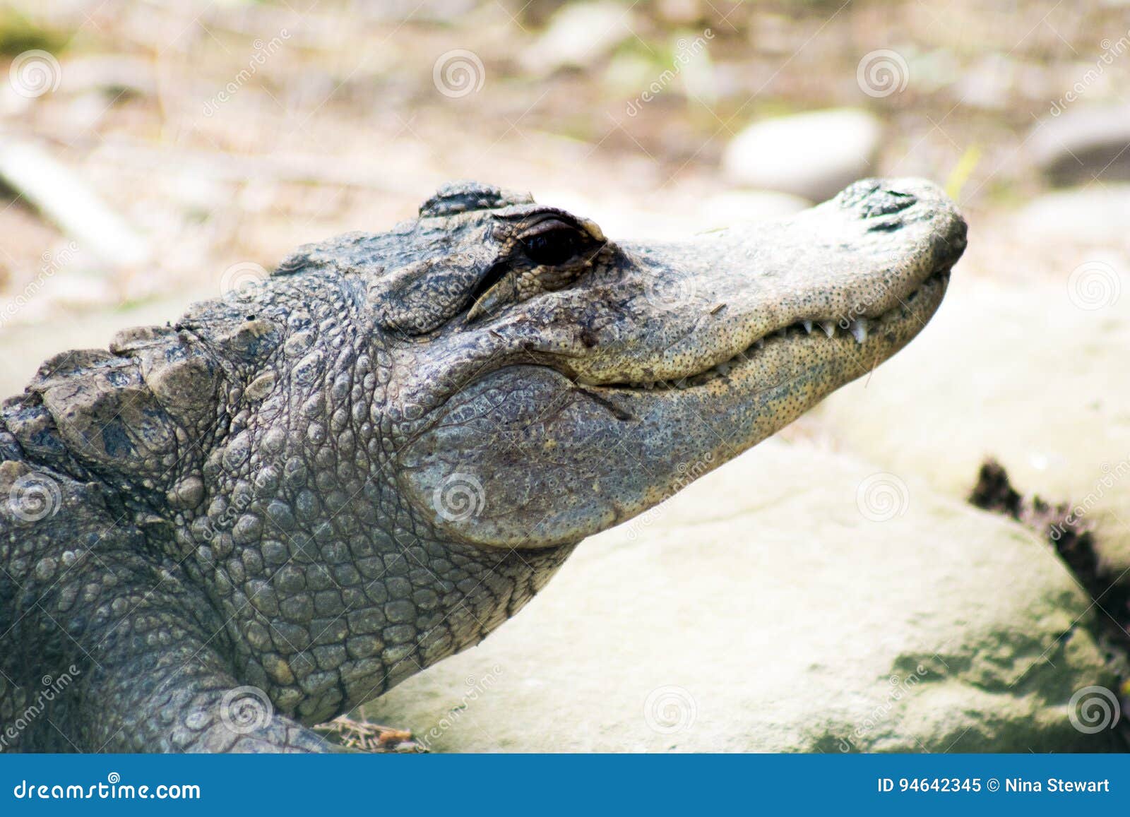 Alligator Smiling in the Sun Stock Image - Image of beautiful, large ...
