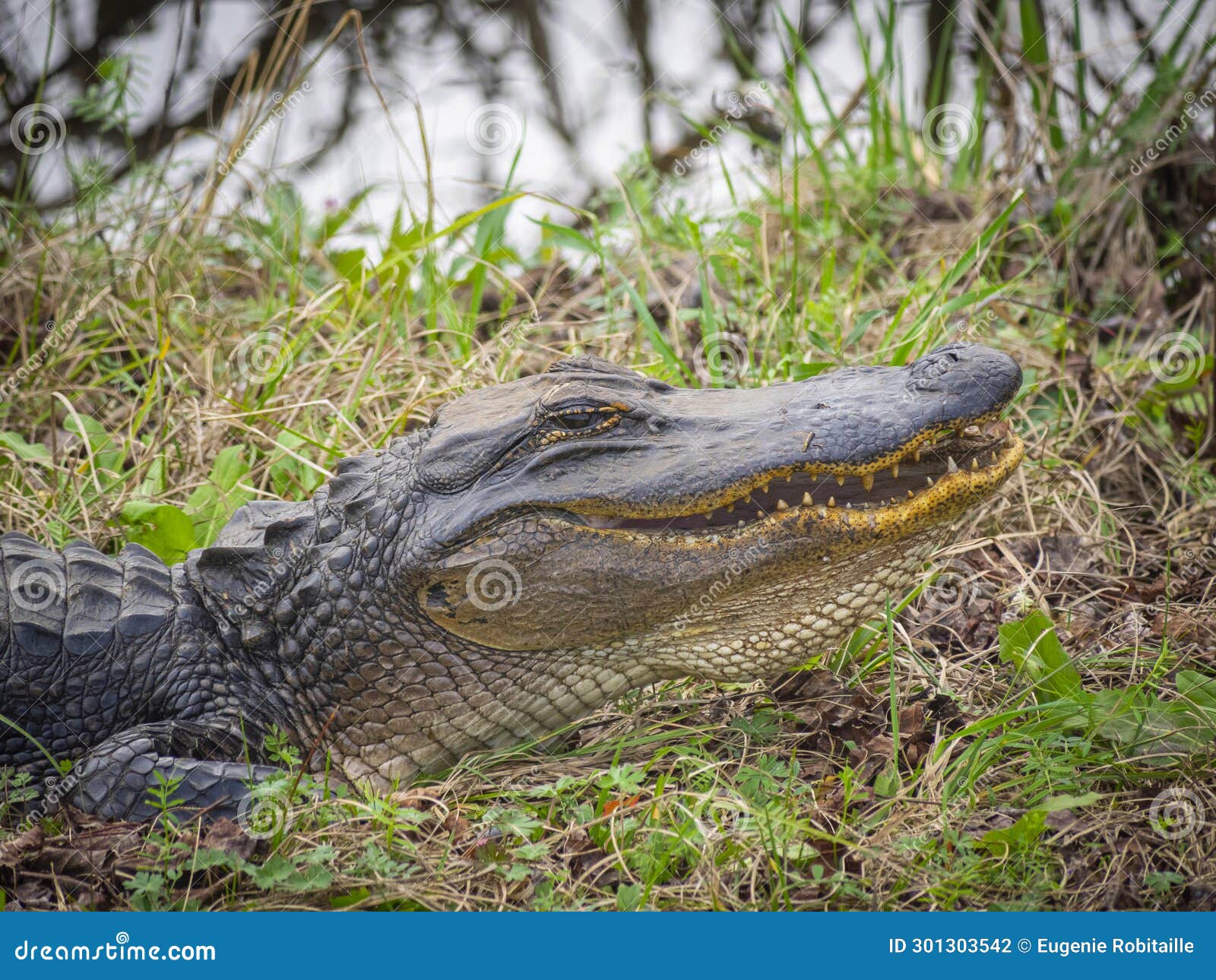 Alligator smilling stock photo. Image of ground, grass - 301303542
