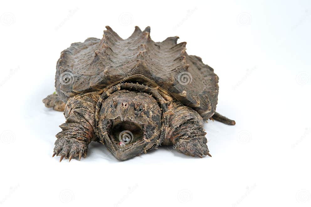 Alligator Snapping Turtle stock photo. Image of pond - 15691370