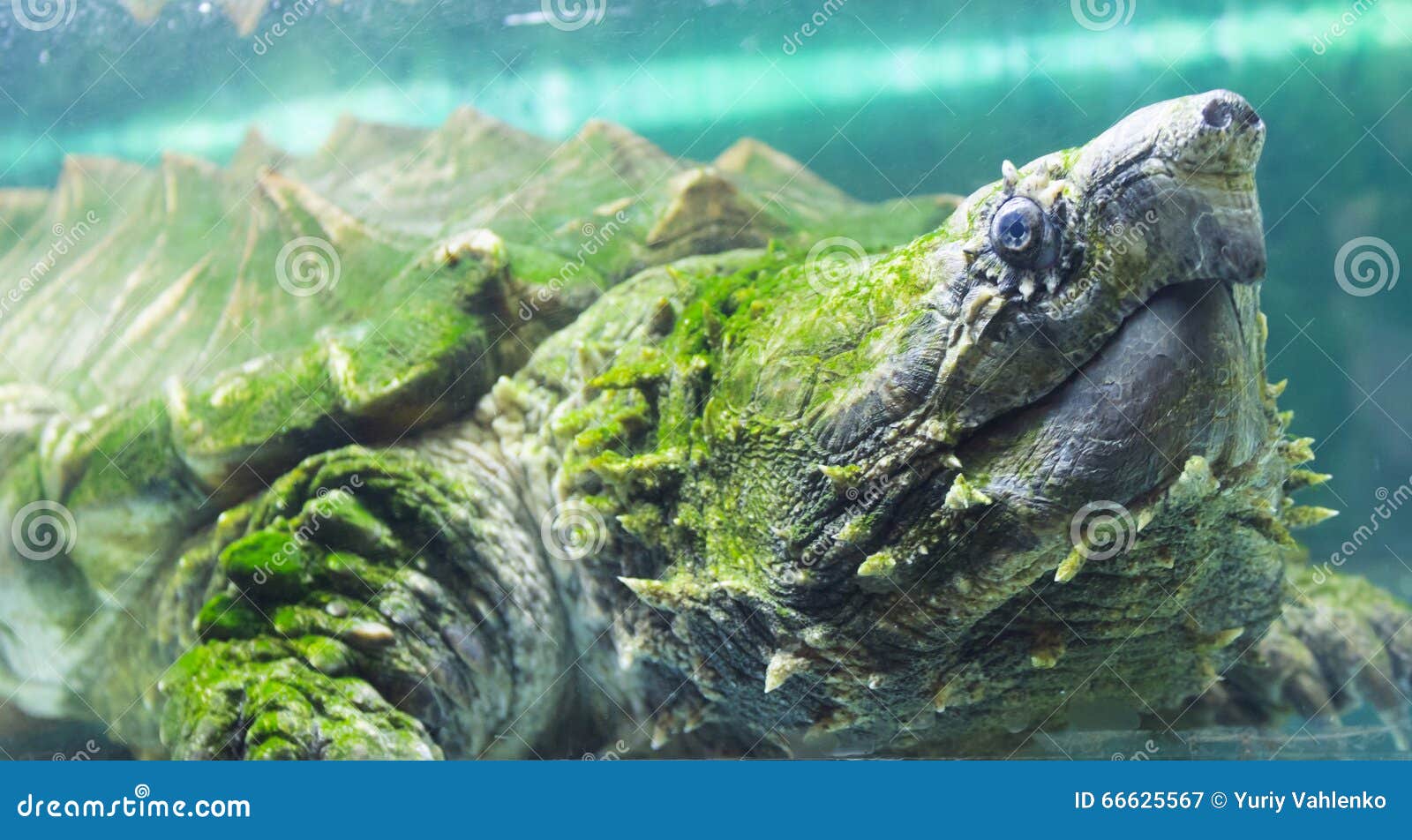 Alligator Gar In Aquarium Royalty-Free Stock Photography ...