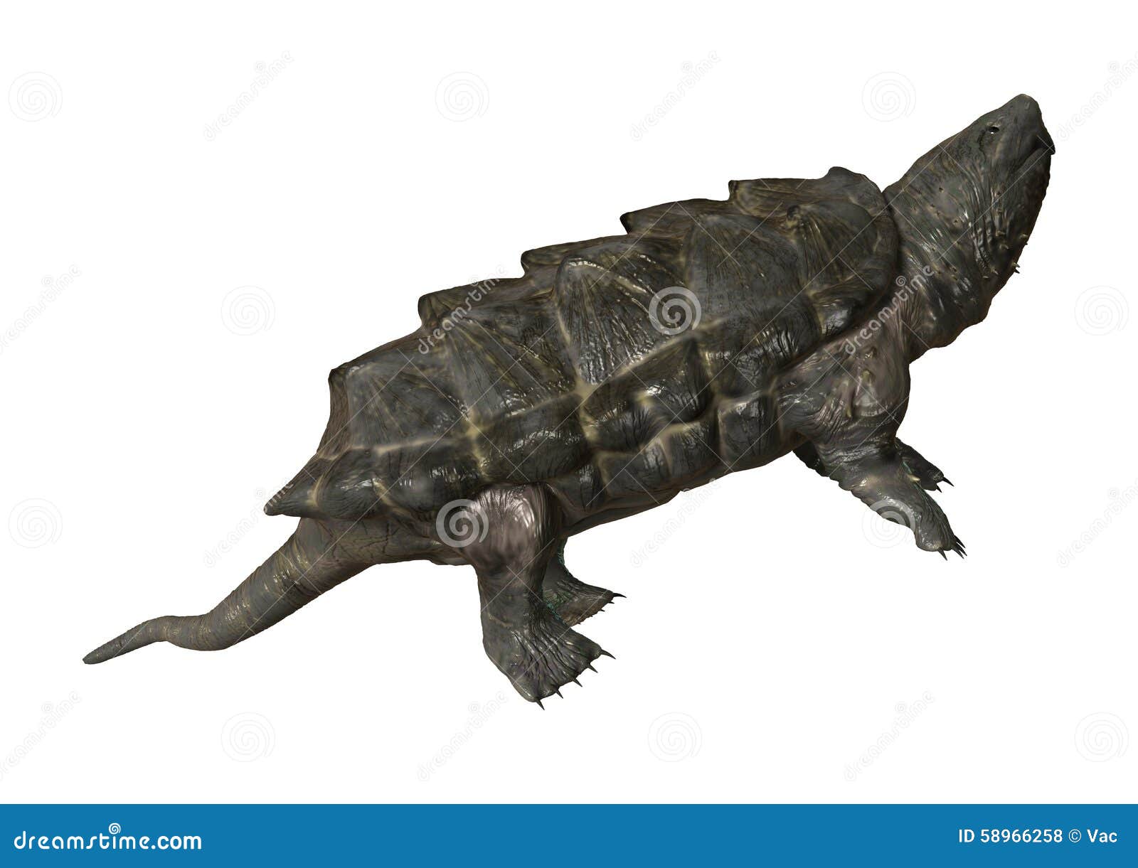 Alligator Snapping Turtle stock illustration. Illustration of wildlife ...