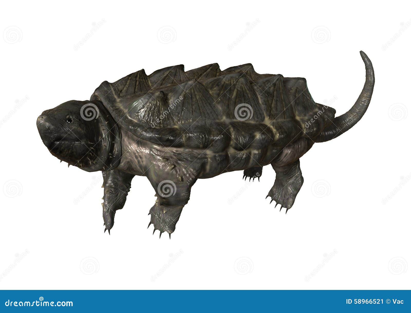 Alligator Snapping Turtle Royalty-Free Stock Photography ...