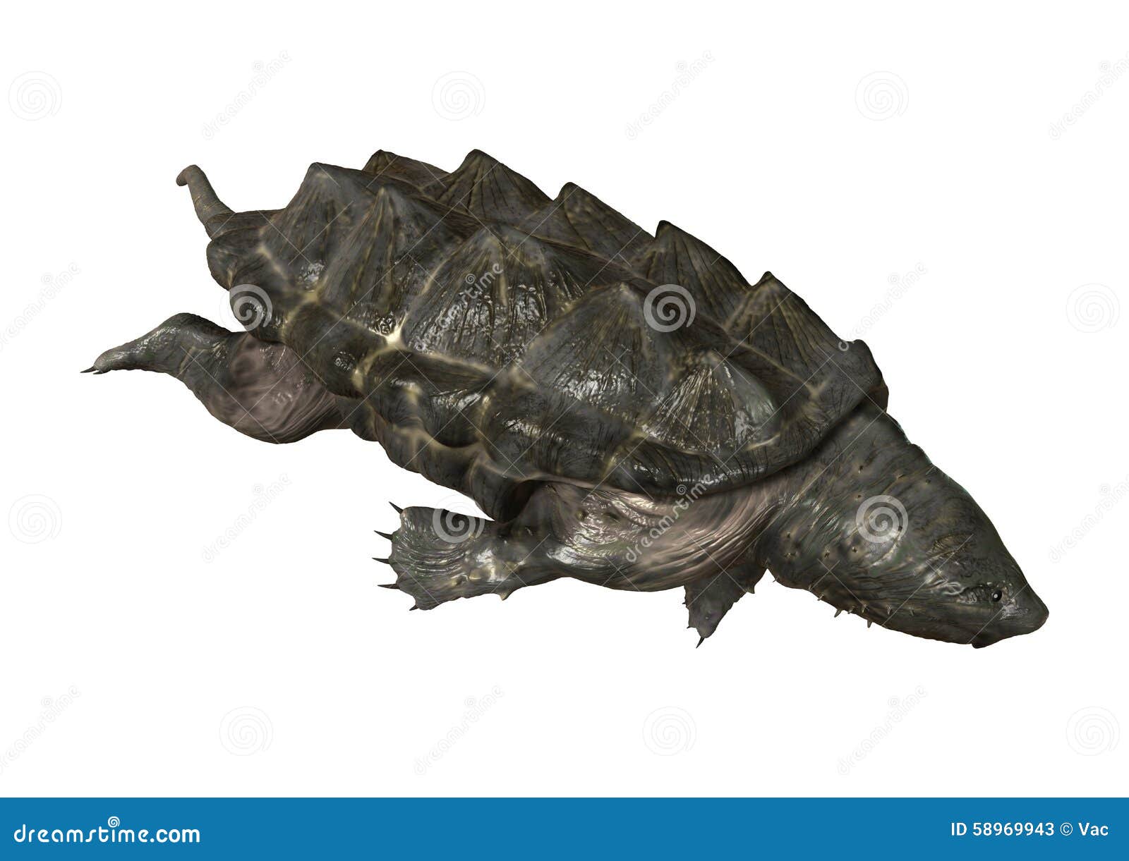 Alligator Snapping Turtle Royalty-Free Stock Photography ...