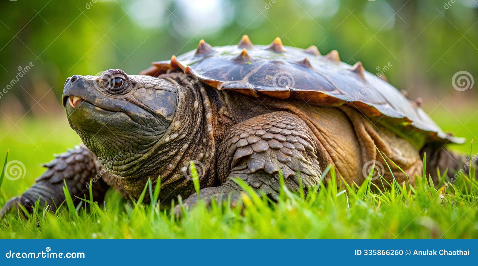 Alligator Snapping Turtle in Grass AI Generative Stock Photo - Image of ...