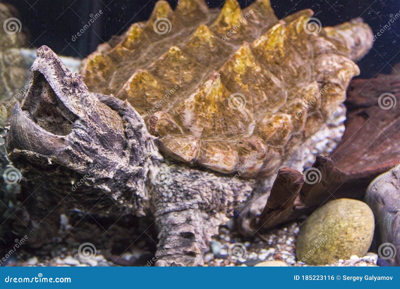 The Alligator Snapping Turtle is Lying on the Bottom with Its Head Up ...