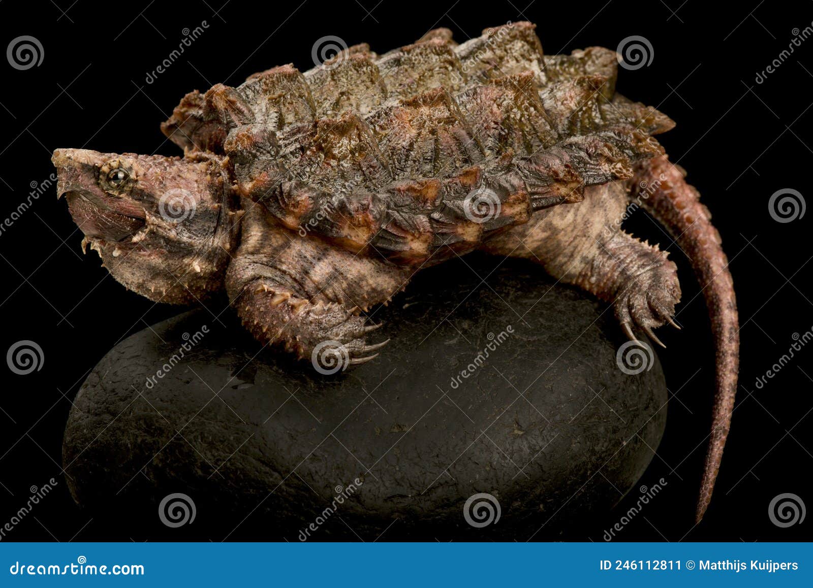 Snapping Turtle (Chelydra Serpentina) Stock Photography | CartoonDealer ...