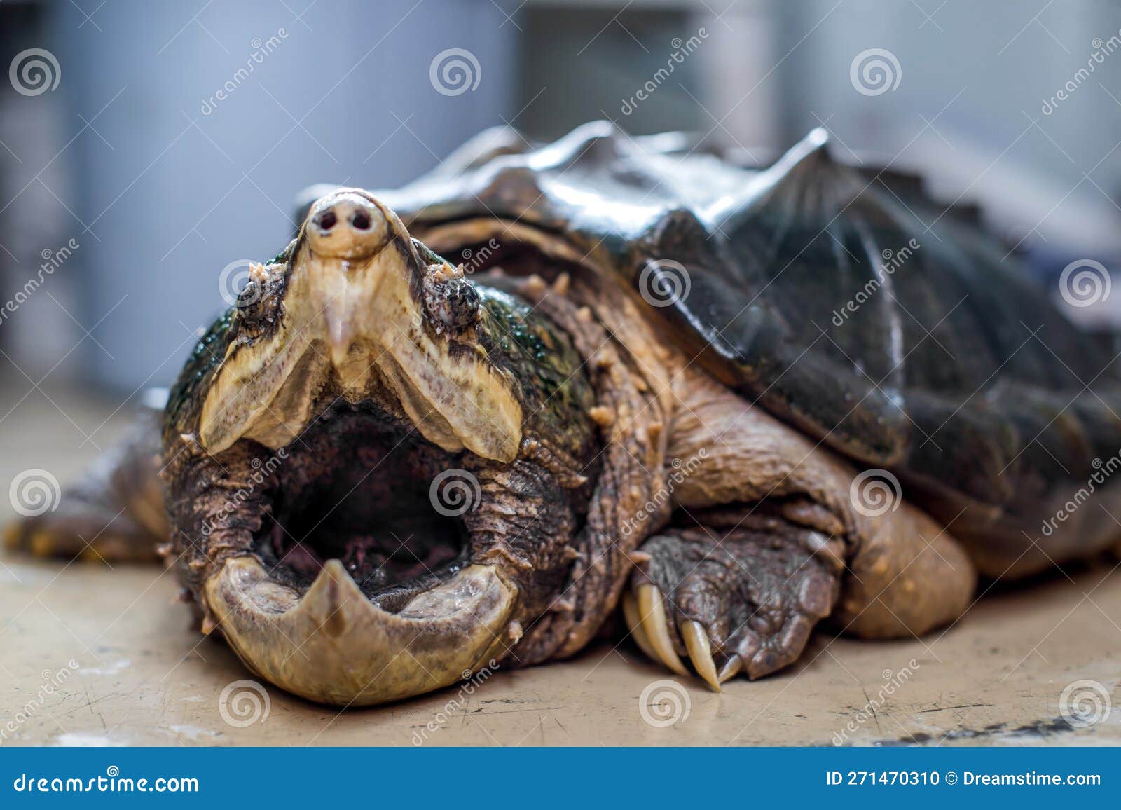 Alligator snapping turtle stock photo. Image of tortoise - 271470310