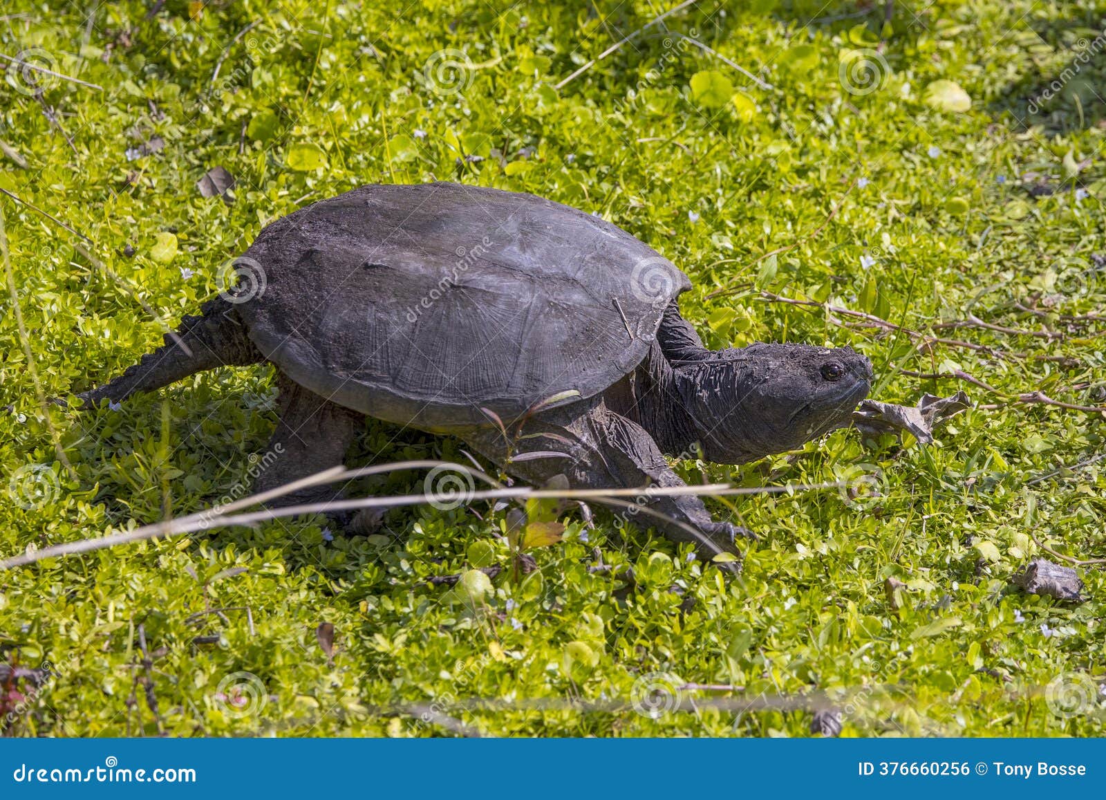 Snapping Turtle Royalty-Free Stock Image | CartoonDealer.com #41669434