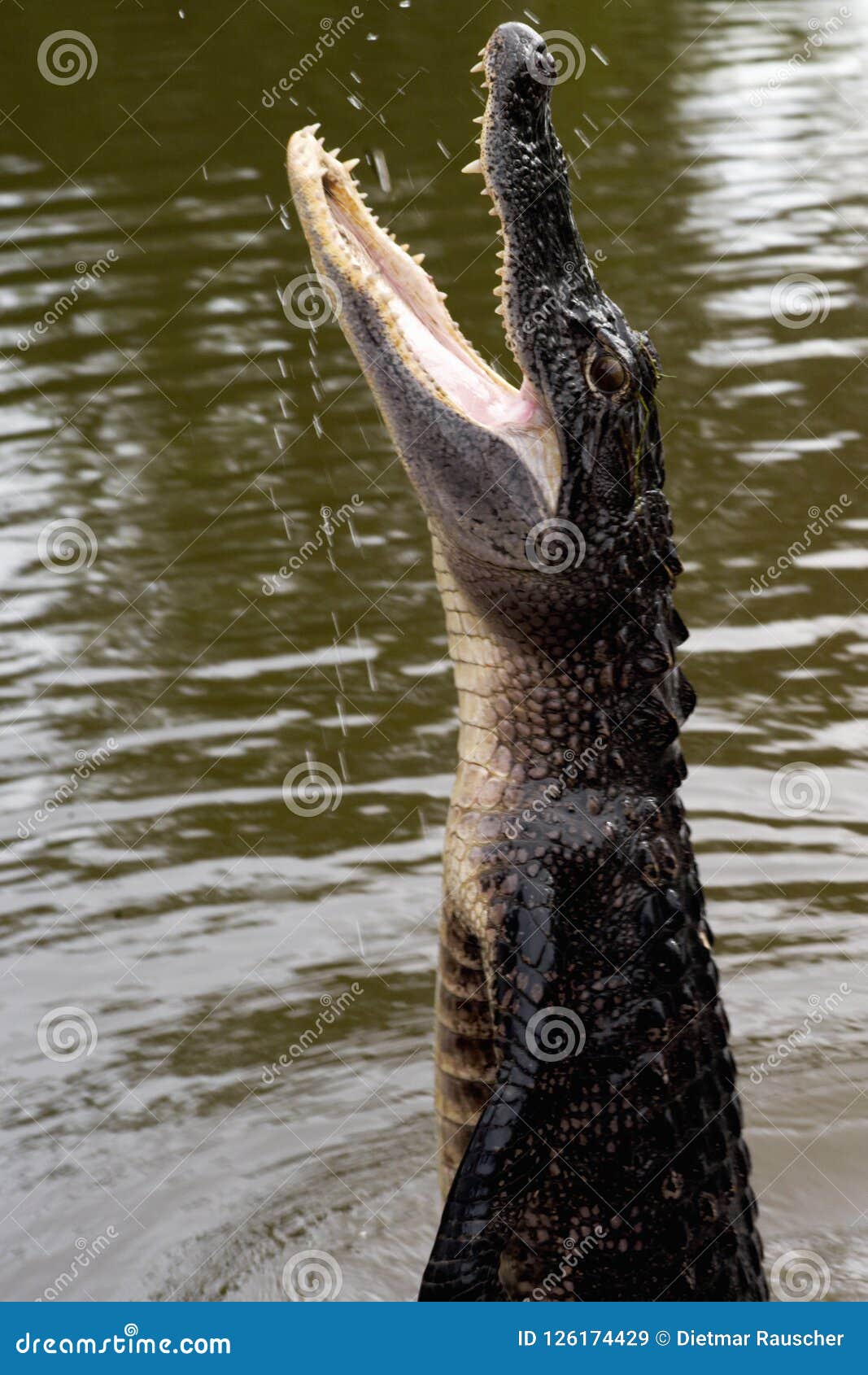 Alligator Springt Vom Wasser Heraus Stockbild - Bild von kopf, angriff ...