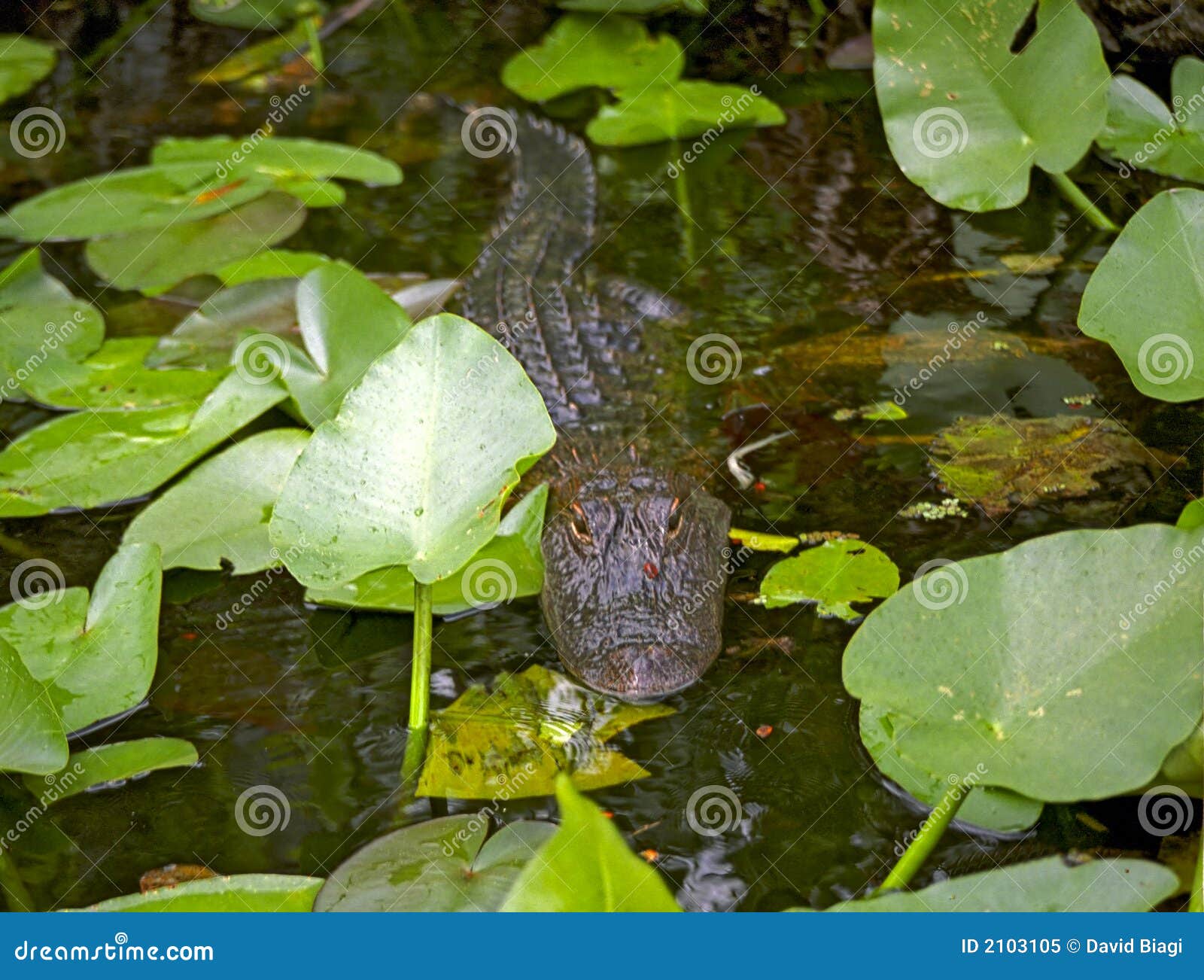 Alligator Stalking stock image. Image of predator, everglades - 2103105