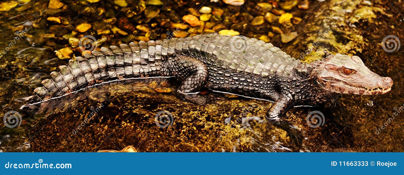 Alligator Standing in River Stock Image - Image of wildlife, reptile ...