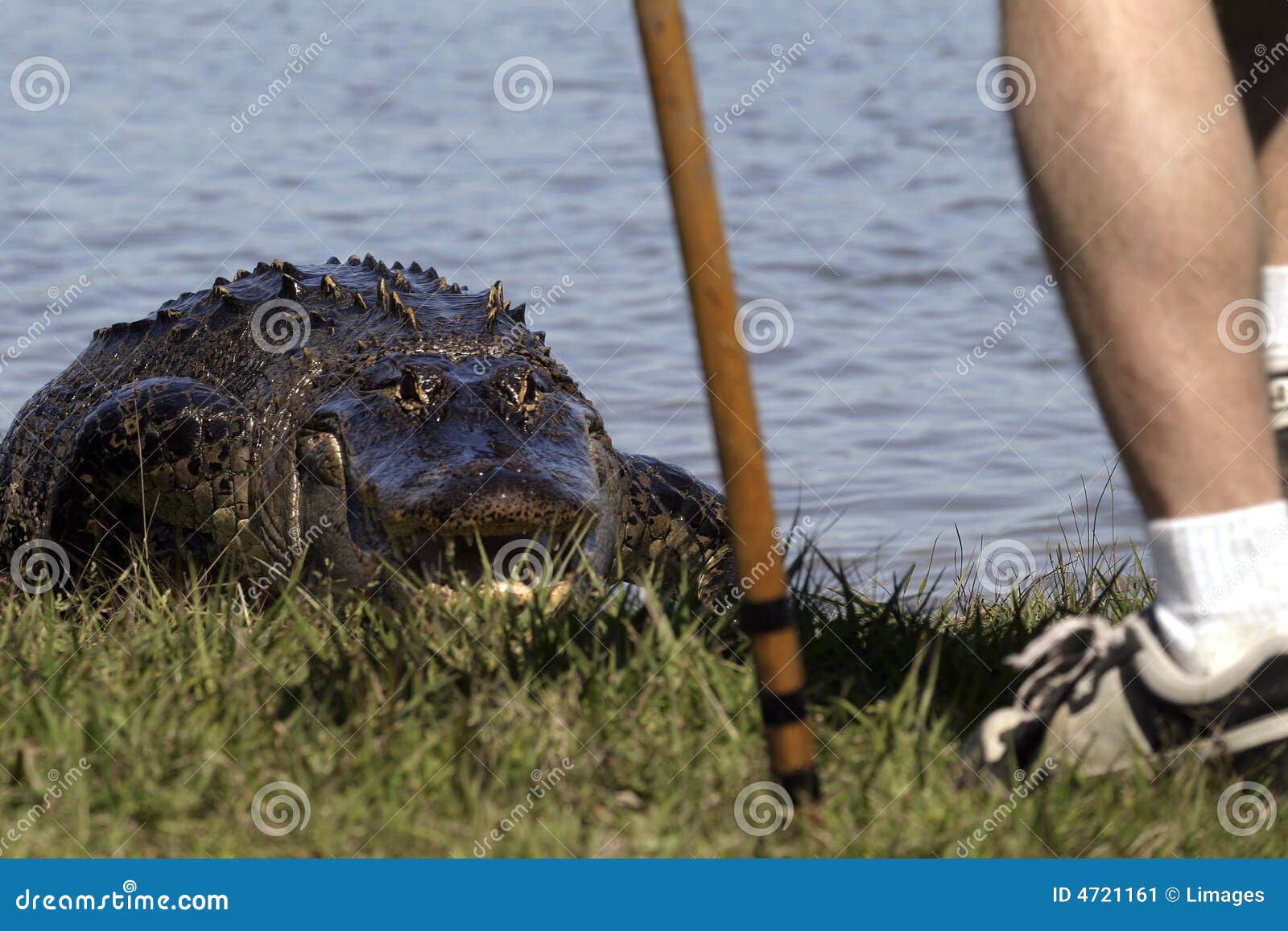 Alligator staring at hiker stock image. Image of stare - 4721161