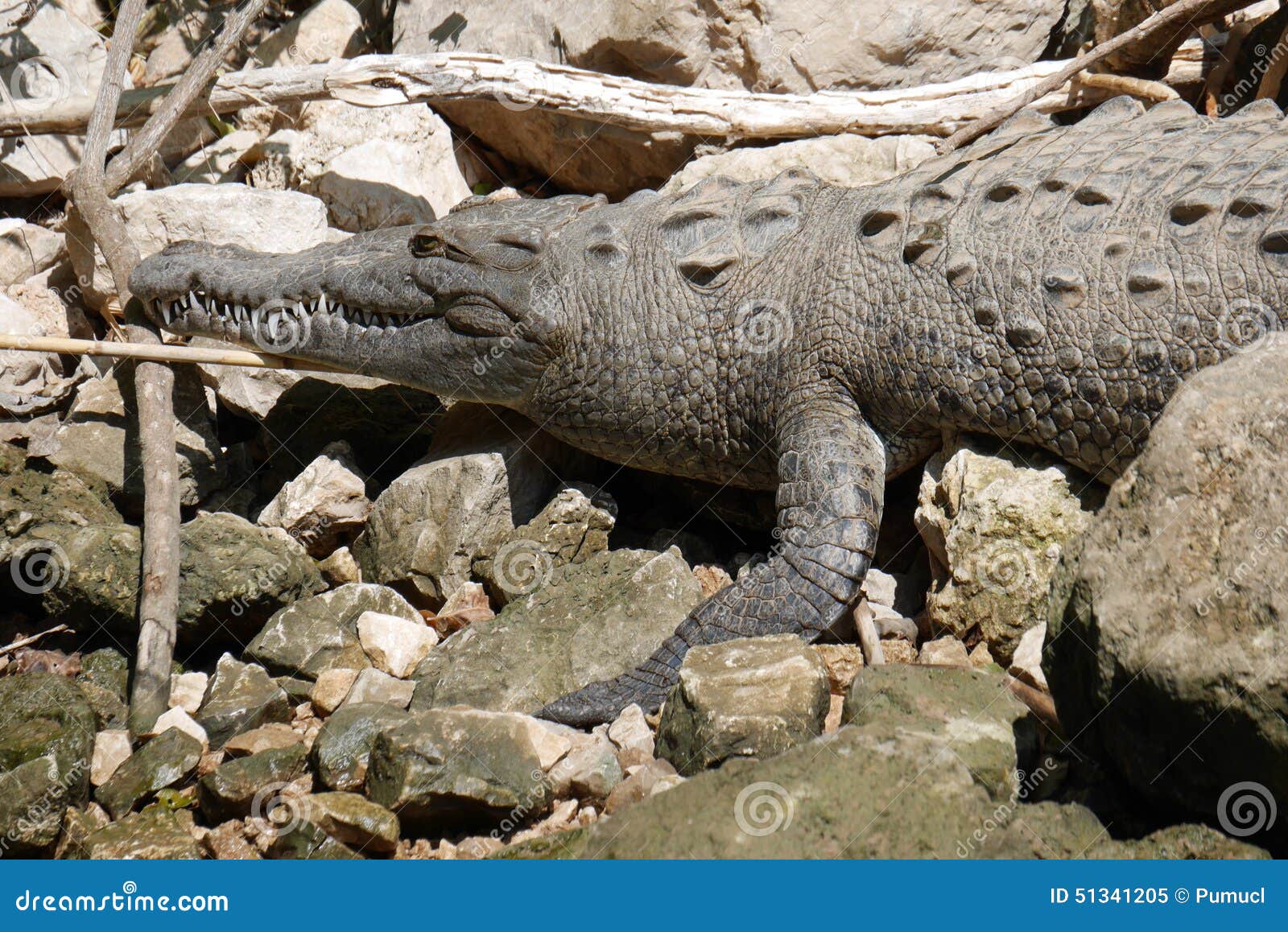 Alligator stock image. Image of mexico, canyon, land - 51341205