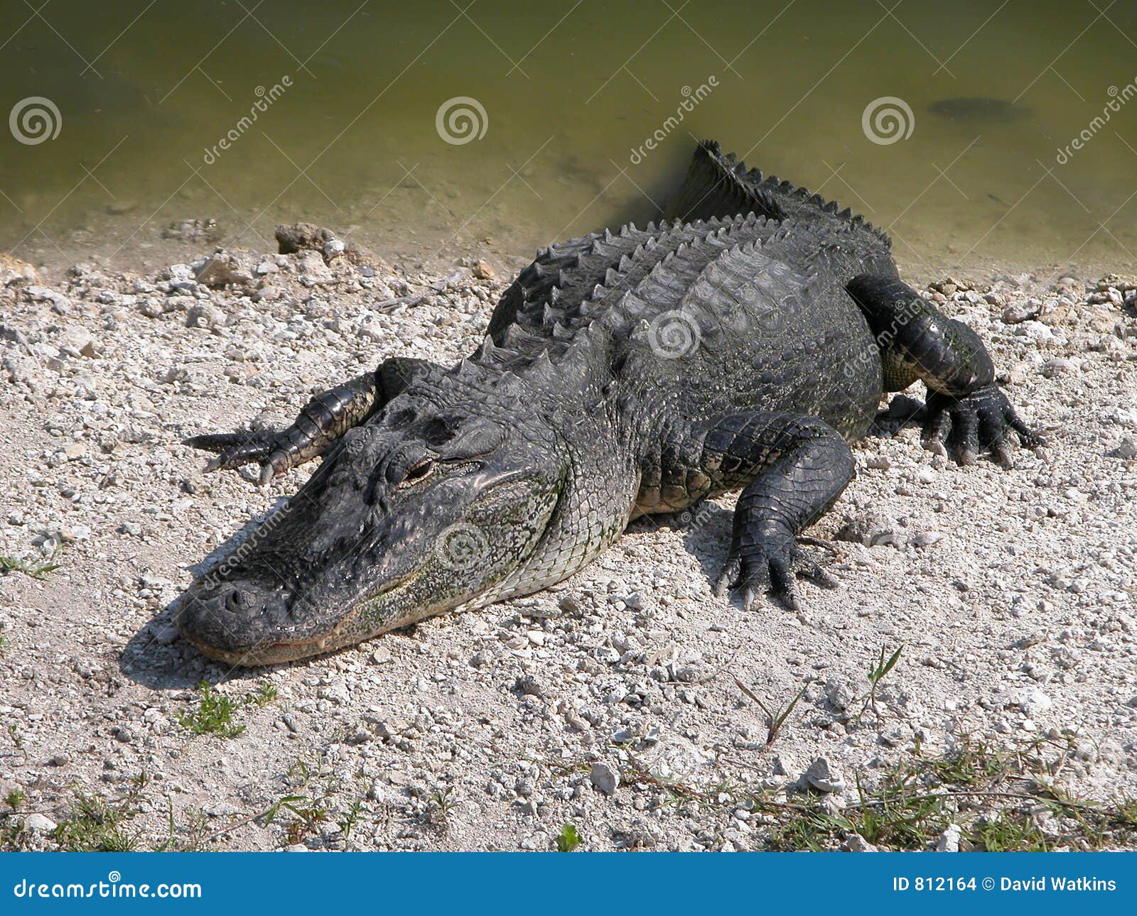 Alligator in the sun stock photo. Image of national, swamp - 812164